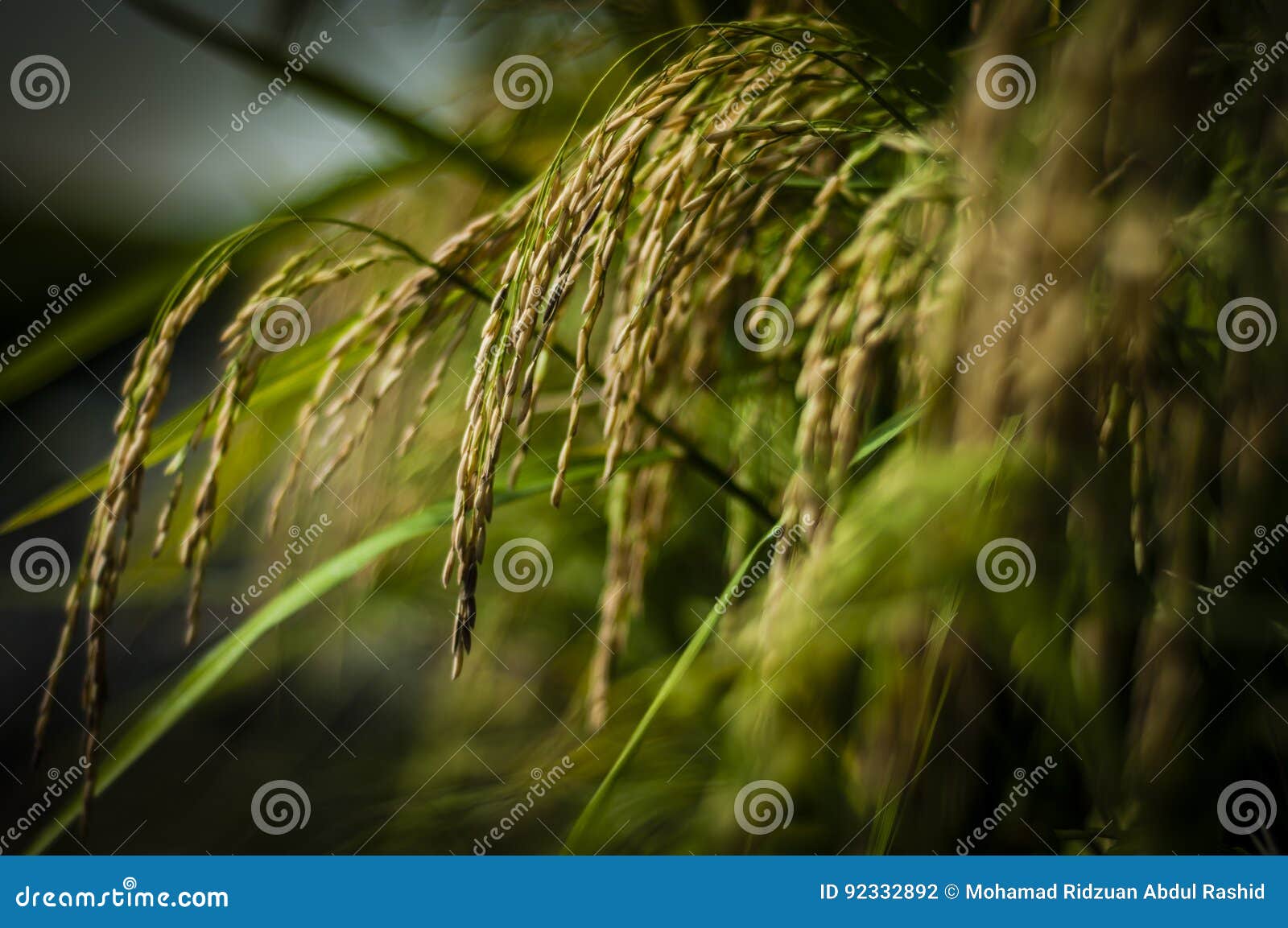 Riping Padi stock photo. Image of objects, micro, life - 92332892