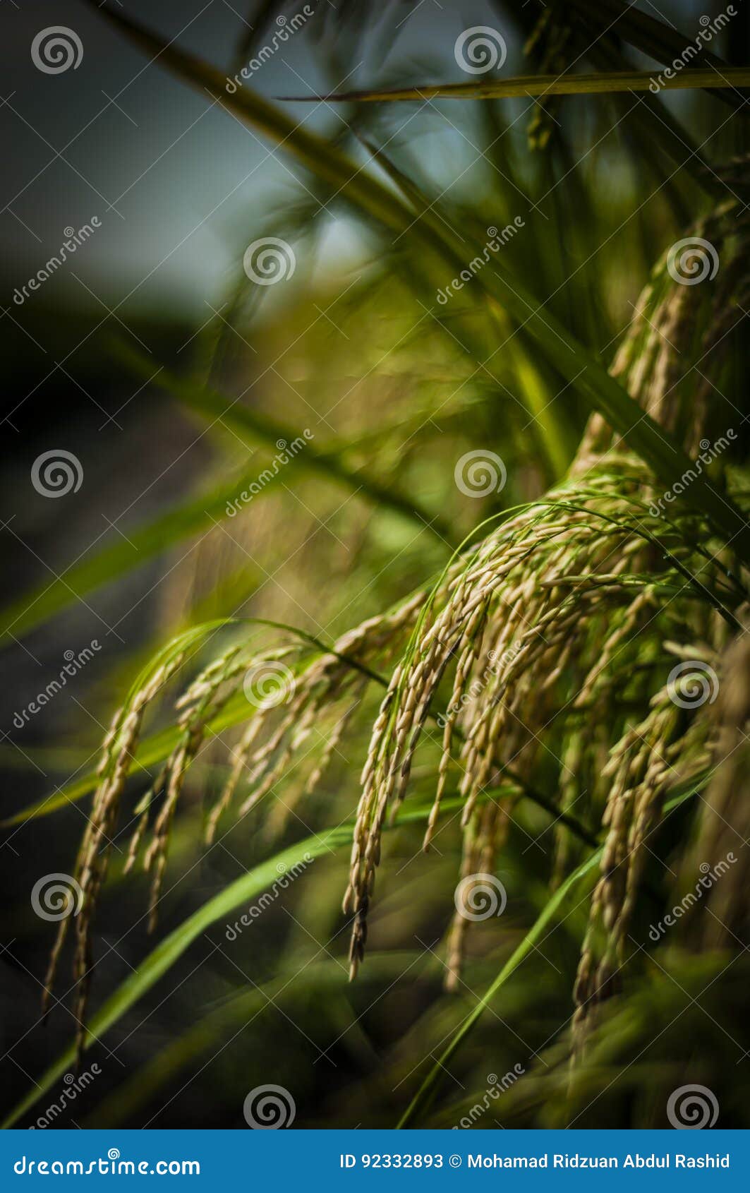 Riping Padi stock image. Image of nature, agronomy, goldish - 92332893