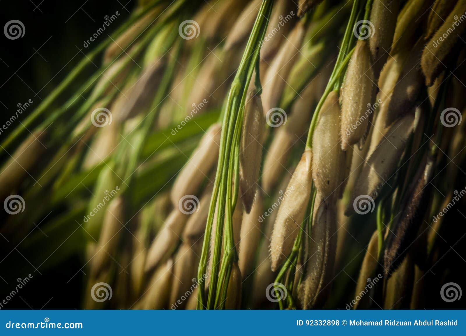 Riping Padi stock photo. Image of padi, objects, macro - 92332898