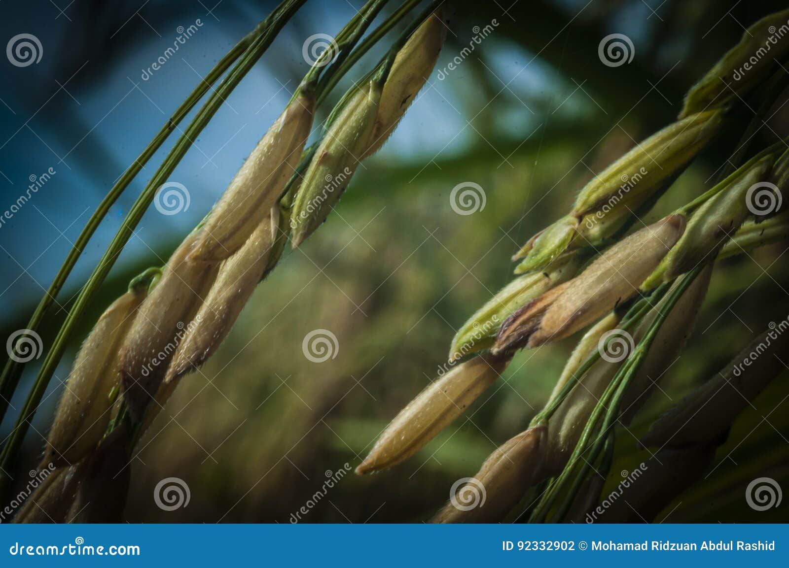 Riping Padi stock photo. Image of grain, matured, closeup - 92332902
