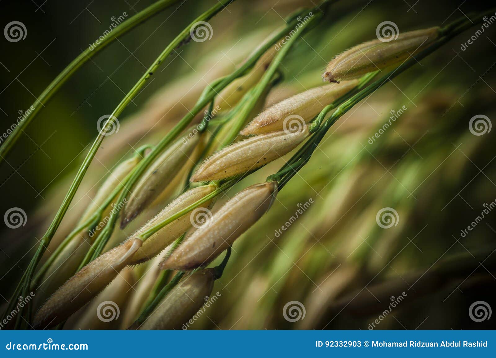 Riping Padi stock image. Image of objects, nature, life - 92332903