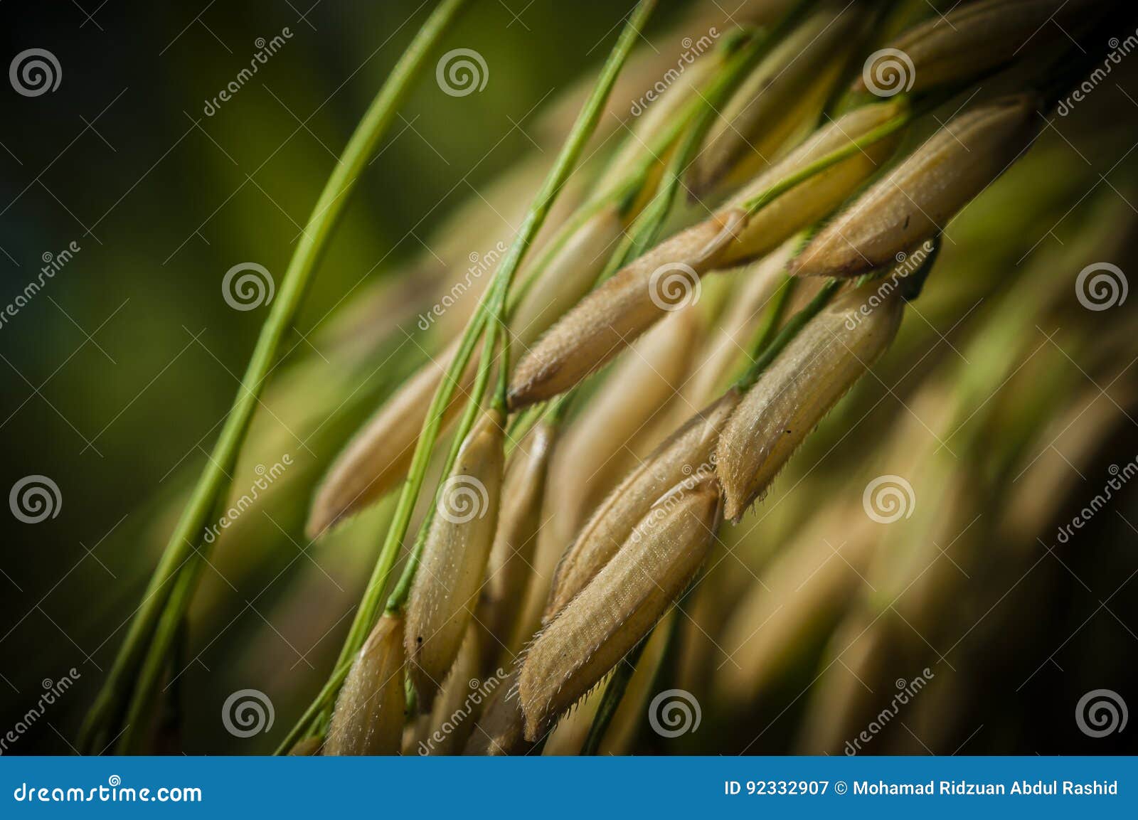 Riping Padi stock image. Image of plants, micro, riping - 92332907