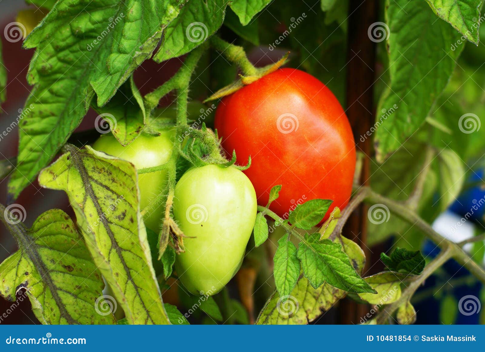 Riping Pomodories. stock photo. Image of nature, diet - 10481854