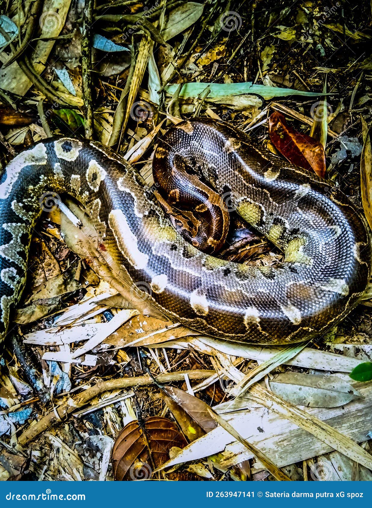 Ripong Snake Stock Photos - Free & Royalty-Free Stock Photos from ...