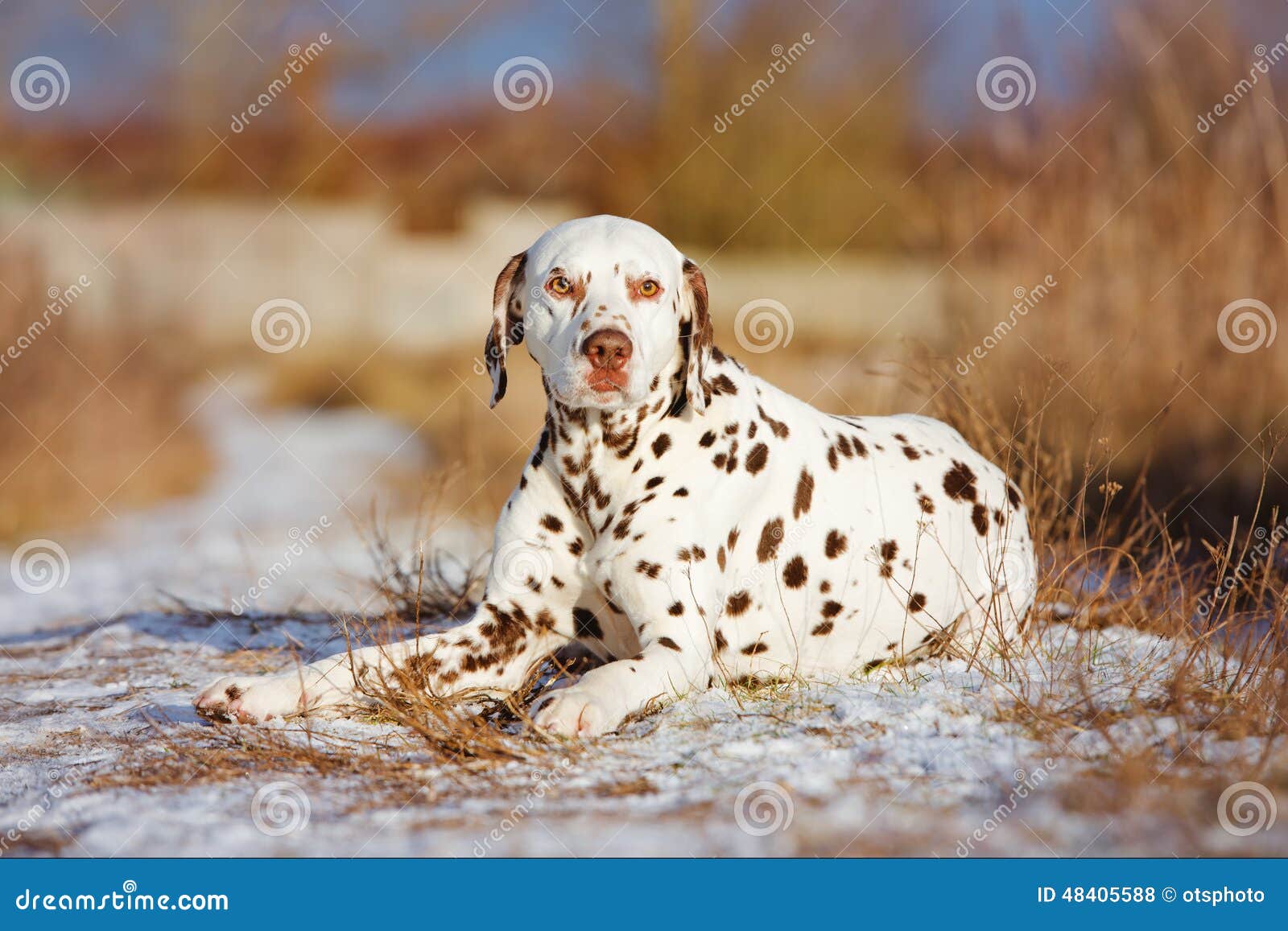 Riposarsi dalmata del cane fotografia stock. Immagine di adulto - 48405588