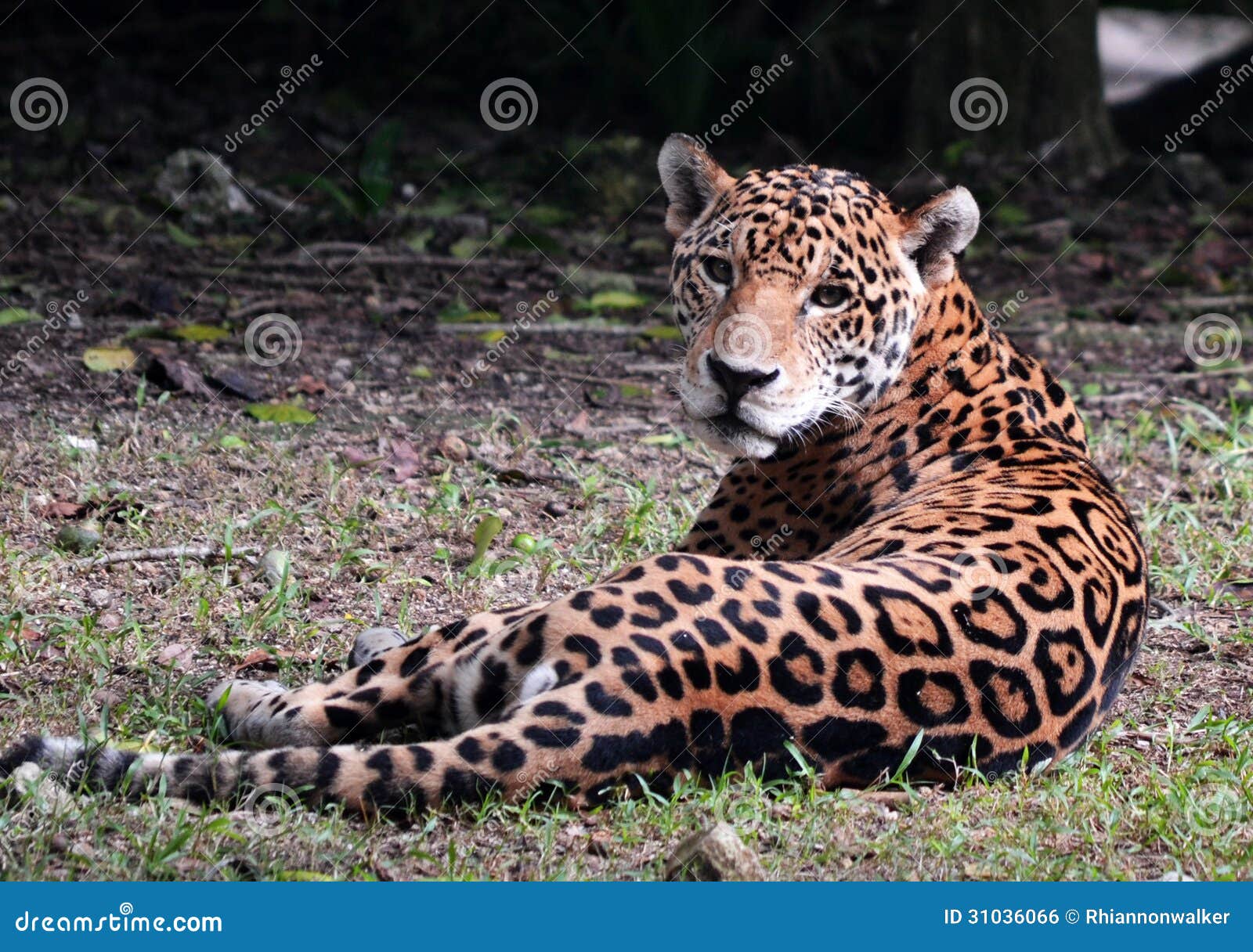 Riposarsi di Jaguar fotografia stock. Immagine di foresta - 31036066