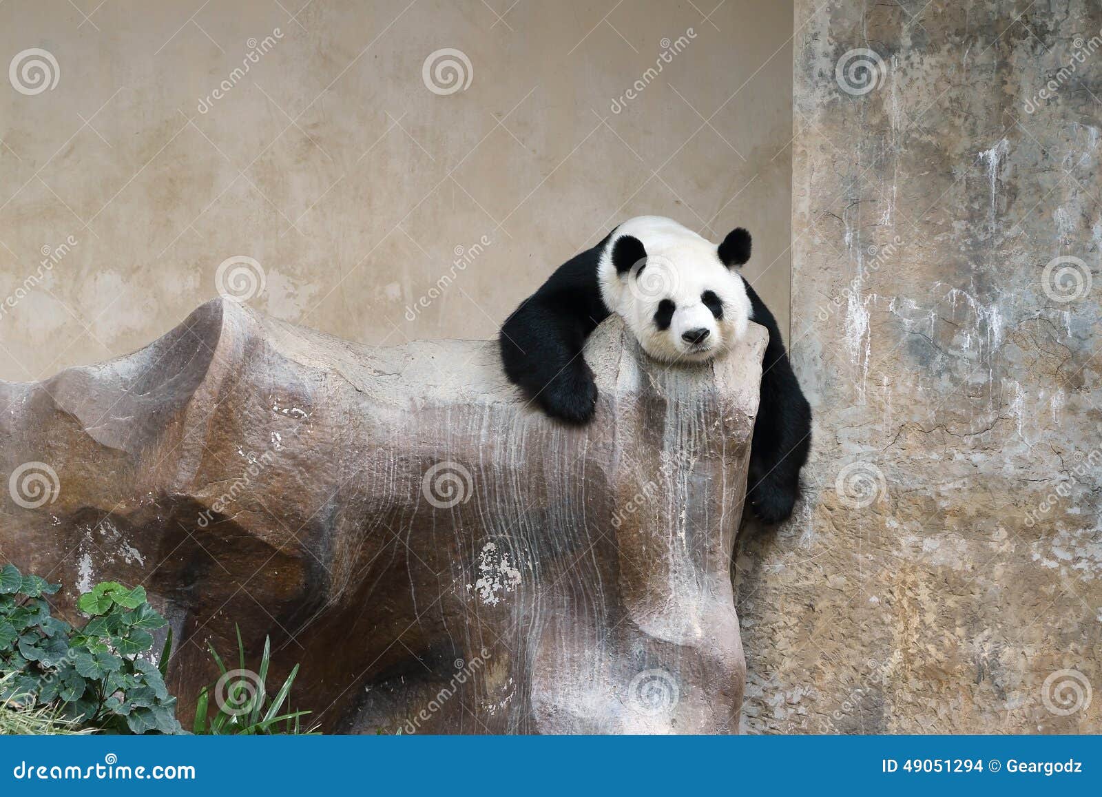 Riposo dell'orso di panda fotografia stock. Immagine di affamato - 49051294