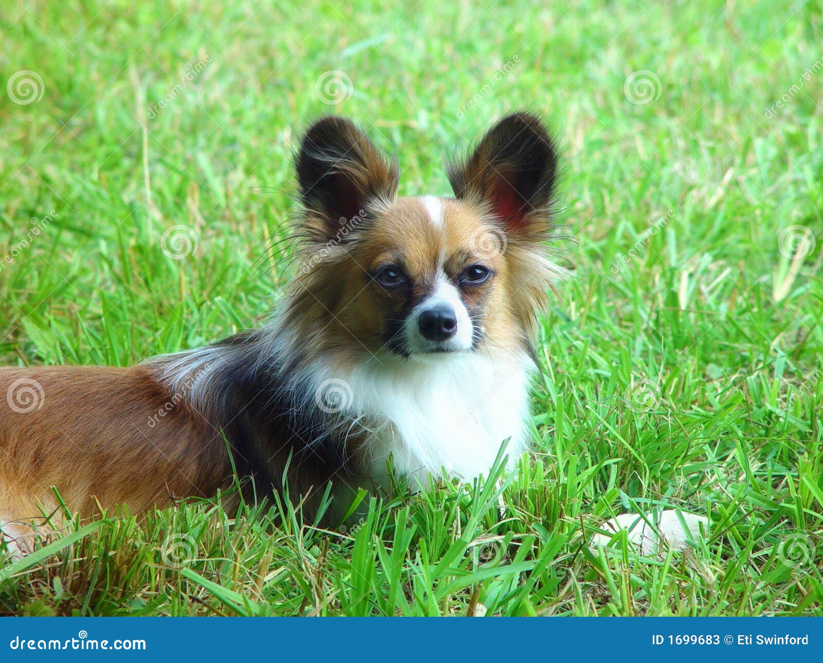 Riposo Di Razza Del Cane Del Papillon Immagine Stock - Immagine di ...