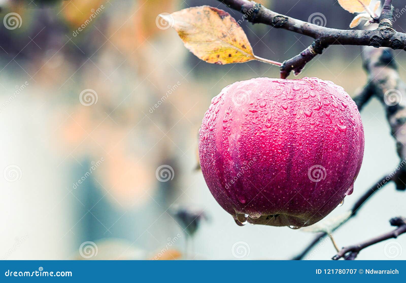 A Ripped Apple on the Branch Stock Image - Image of leaf, field: 121780707