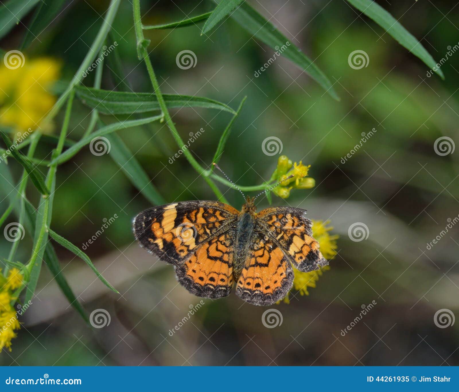Ripped Butterfly. stock image. Image of injured, ripped - 44261935
