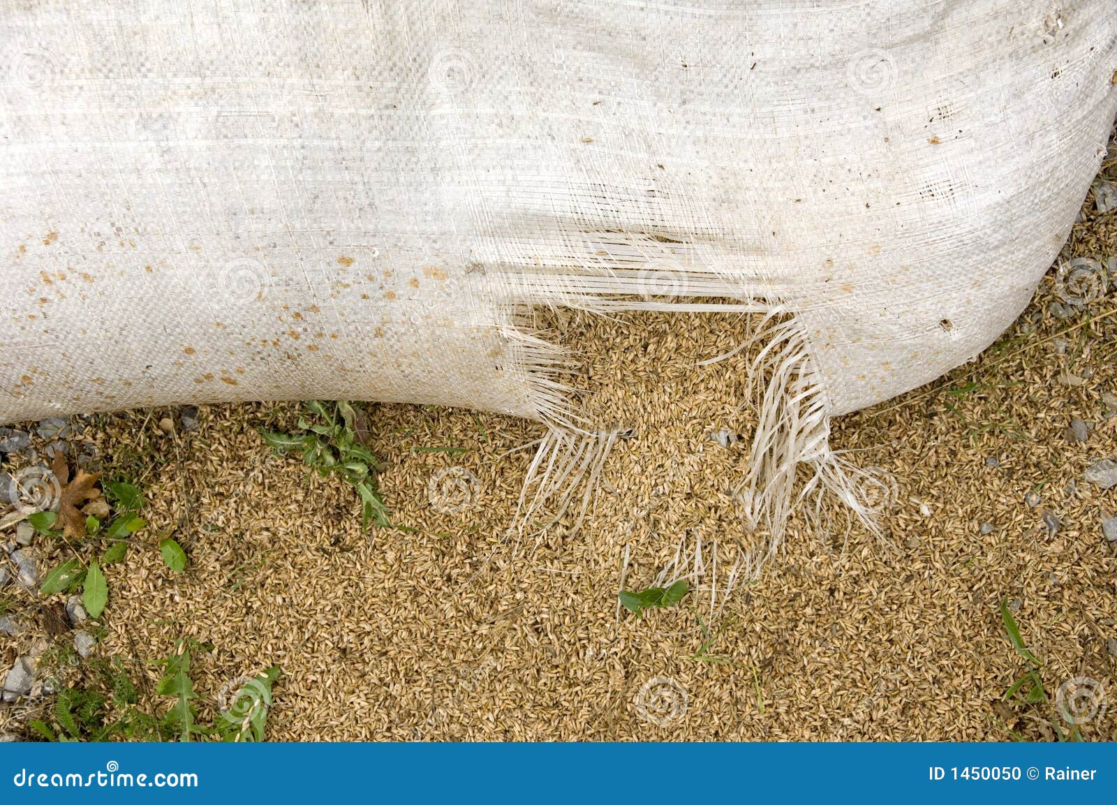 Ripped open stock photo. Image of wasted, hole, abundance - 1450050