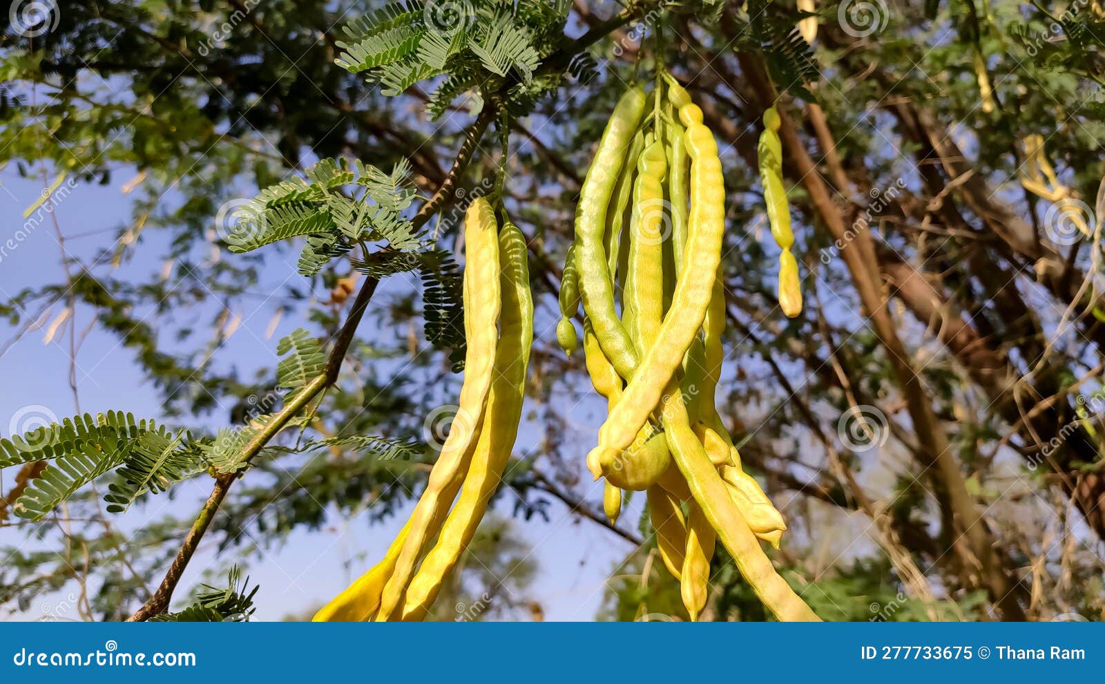 Yellow Ripped Pods of Prosopis Pallida (mesquite Tree) on the Tree ...