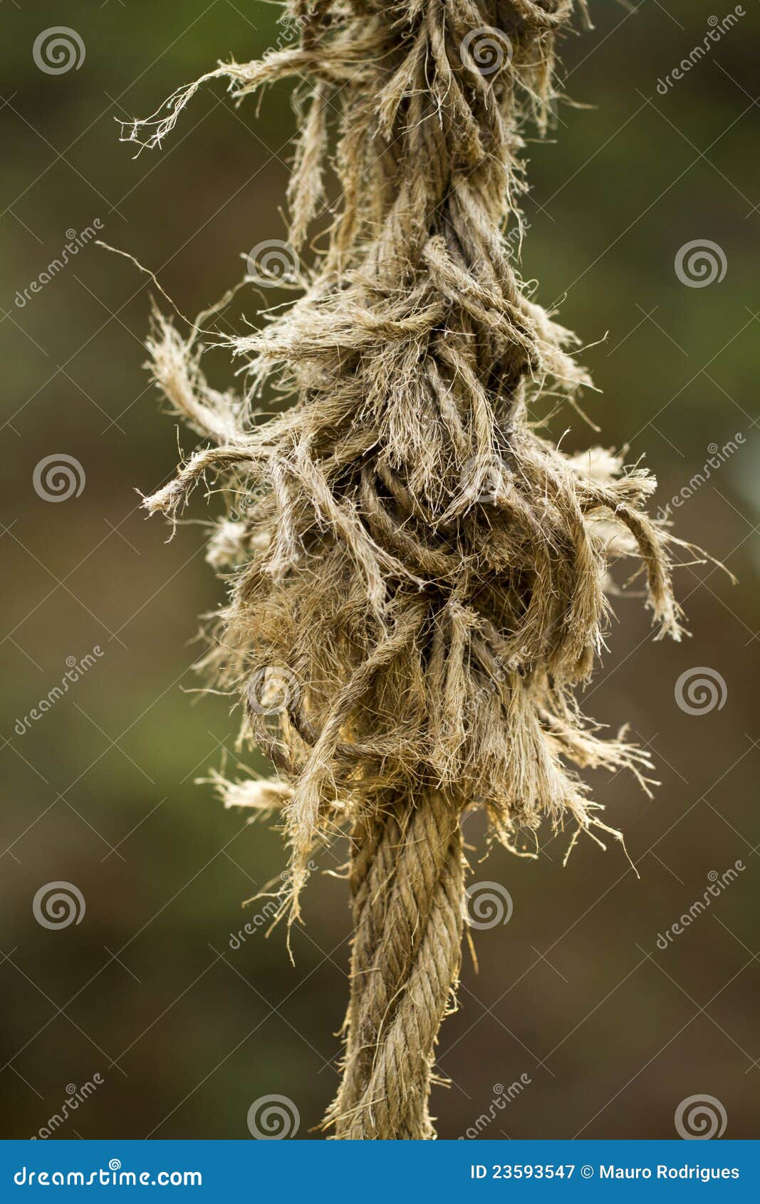 Ripped rope stock image. Image of string, rope, macro - 23593547