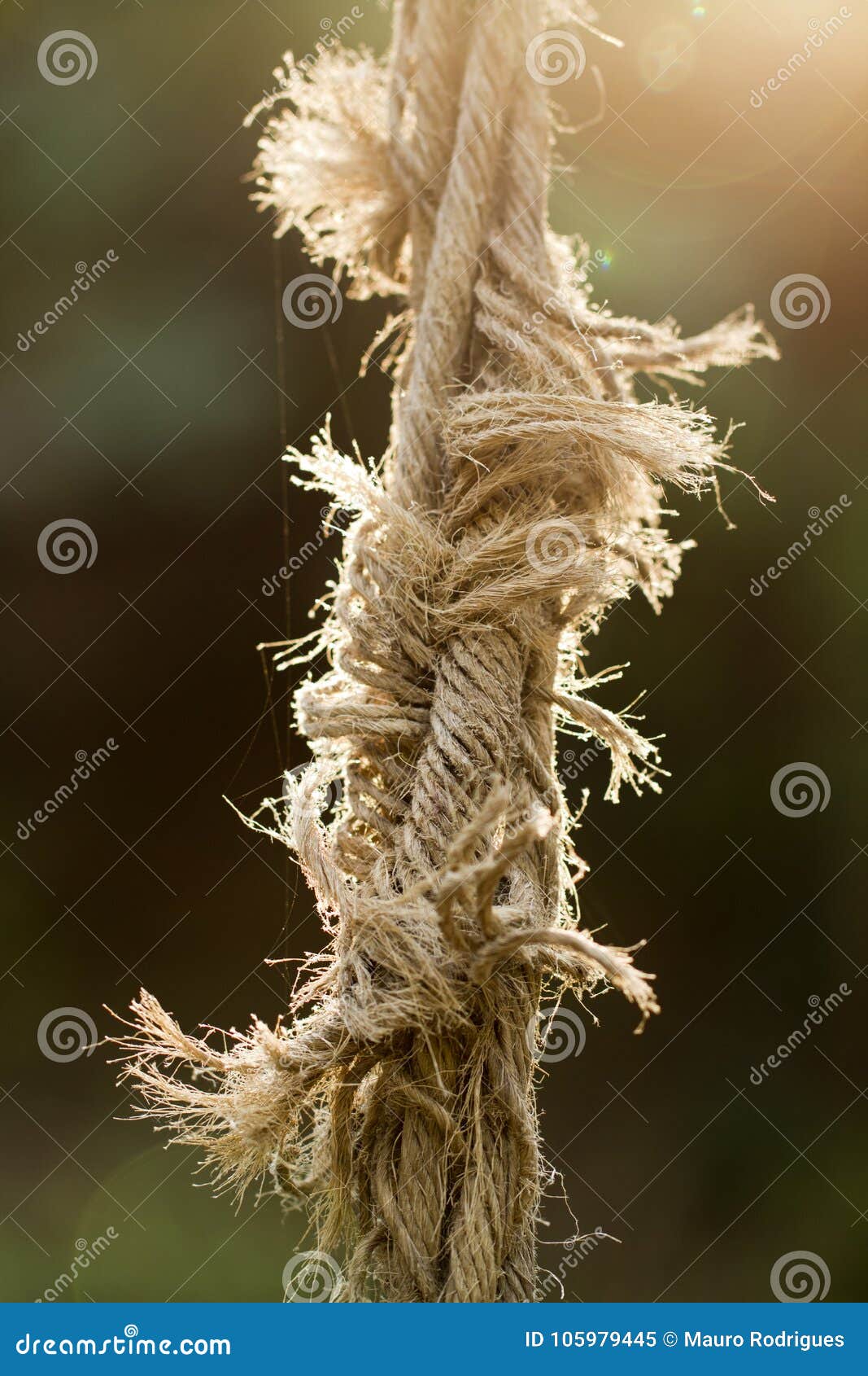 Ripped rope stock image. Image of cord, line, tension - 105979445