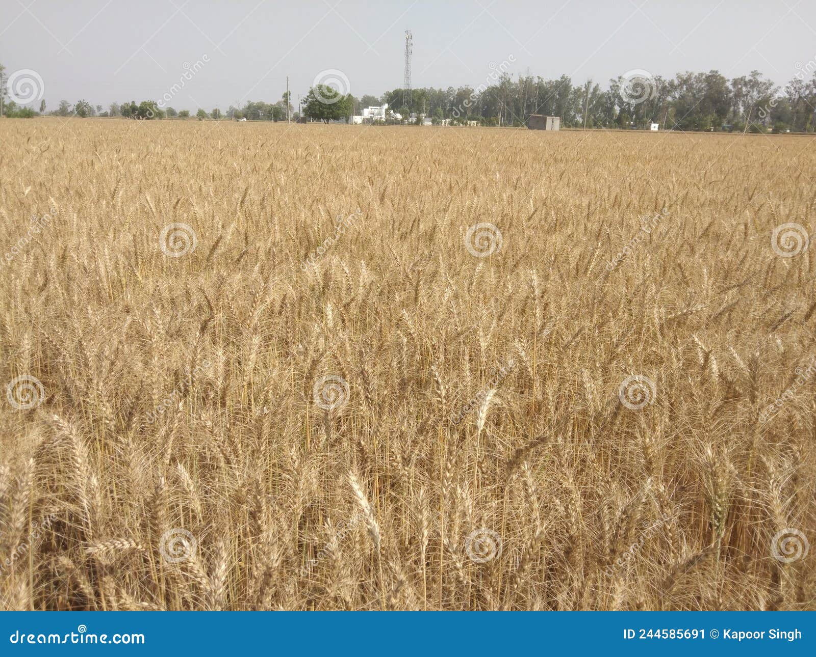 Ripped wheat field stock image. Image of ready, harvasting - 244585691
