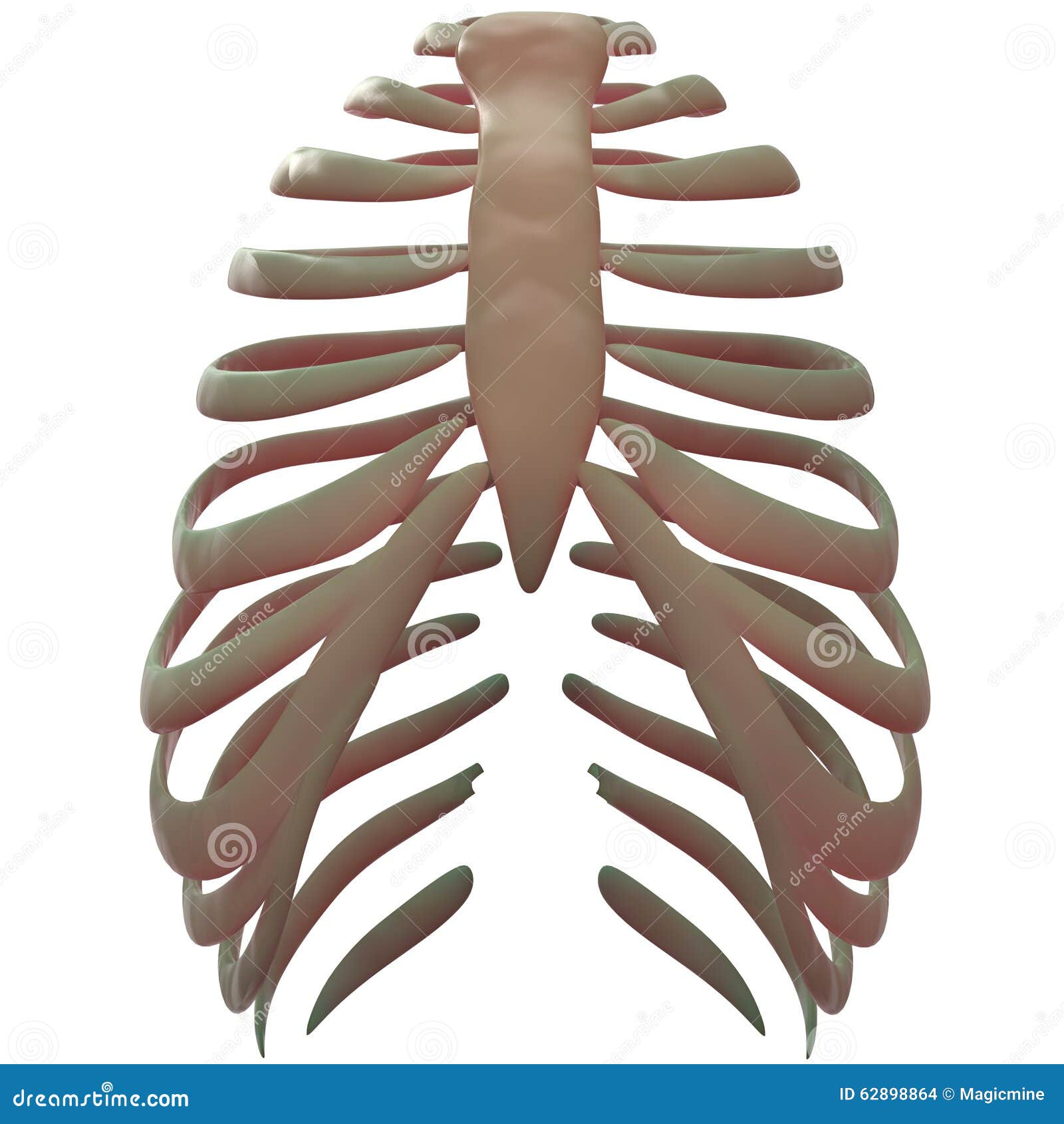 Rippen stock abbildung. Illustration von schulterblatt - 62898864