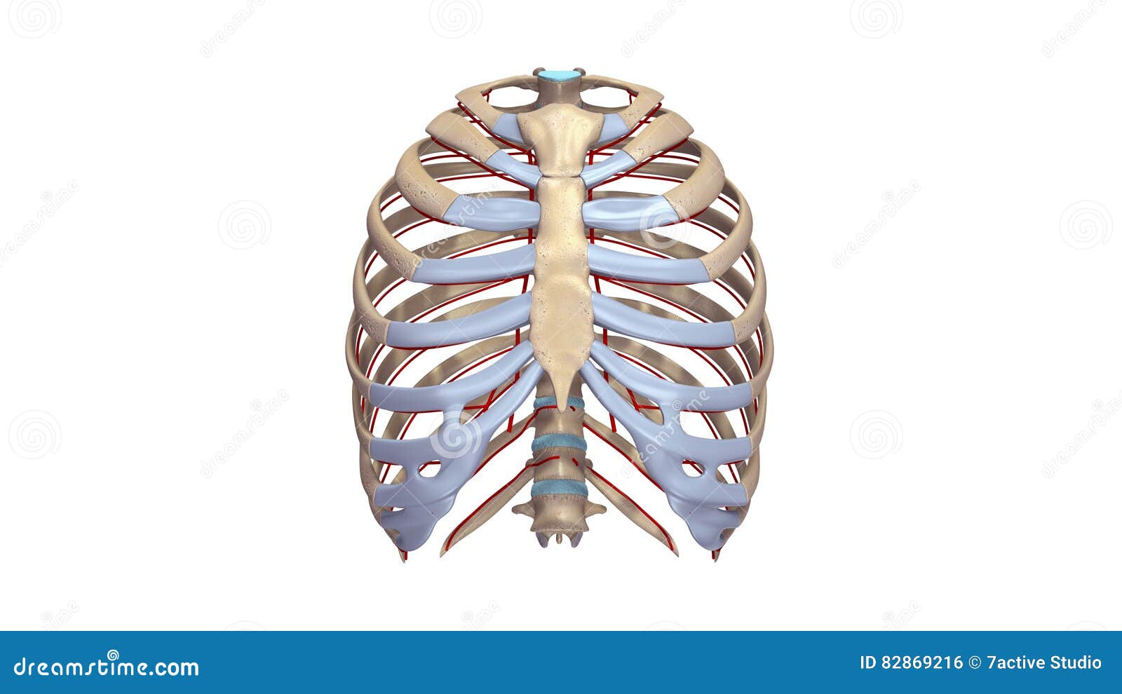 Rippen Mit Arterienvorderansicht Stock Abbildung - Illustration von ...