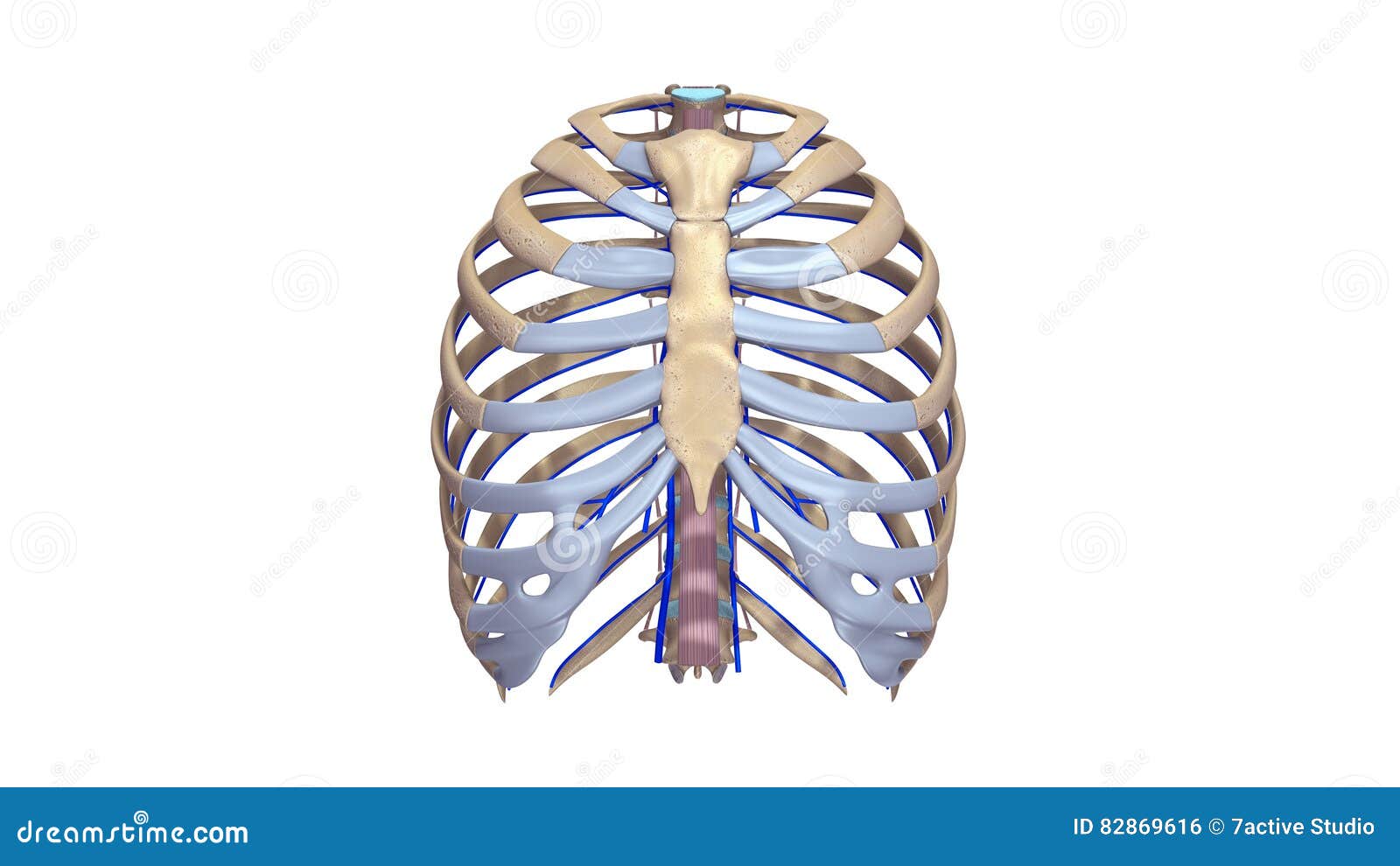 Rippen Mit Vorderansicht Ligments Und Der Adern Stock Abbildung ...