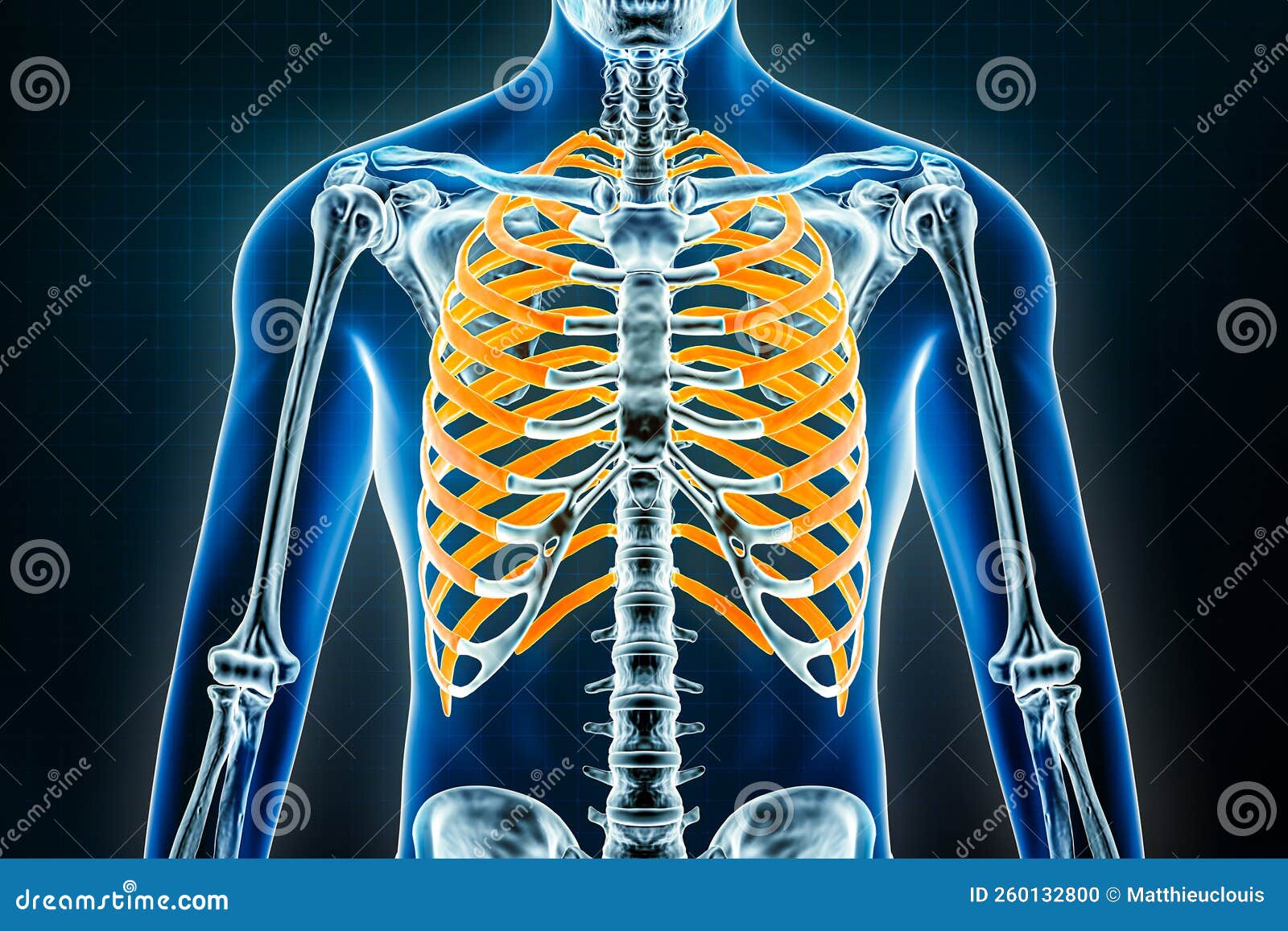 Rippenstrahlung Osteologie Der Menschlichen Skelettknochen Sowie Rib Oder Brustkorb 3d