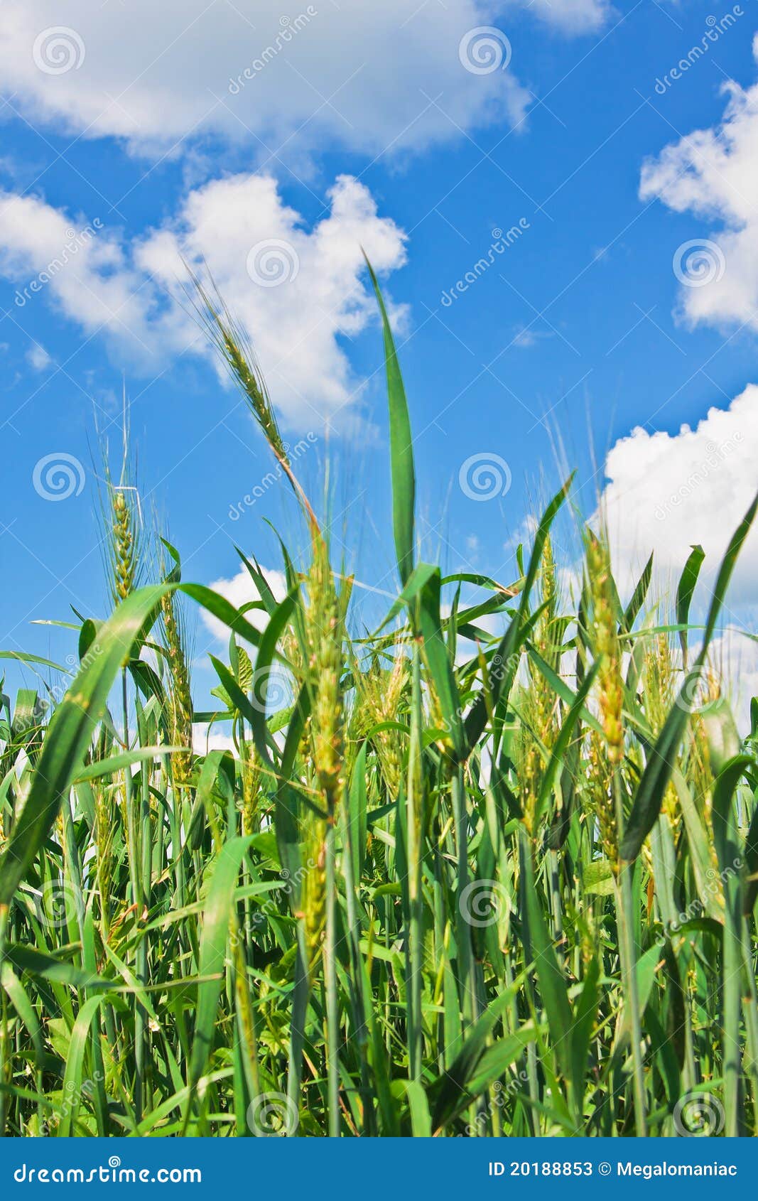 Ripping Wheat Ears and Cloudy Sky Stock Image - Image of harvest, color ...