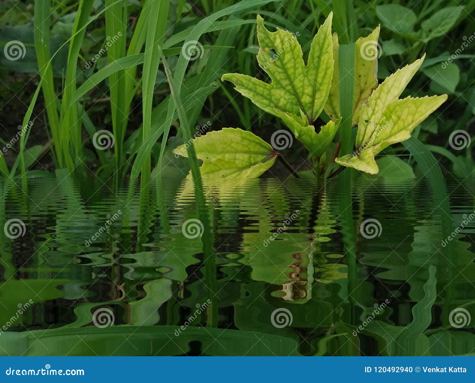 Ripple Nature stock photo. Image of grass, green, leaves - 120492940