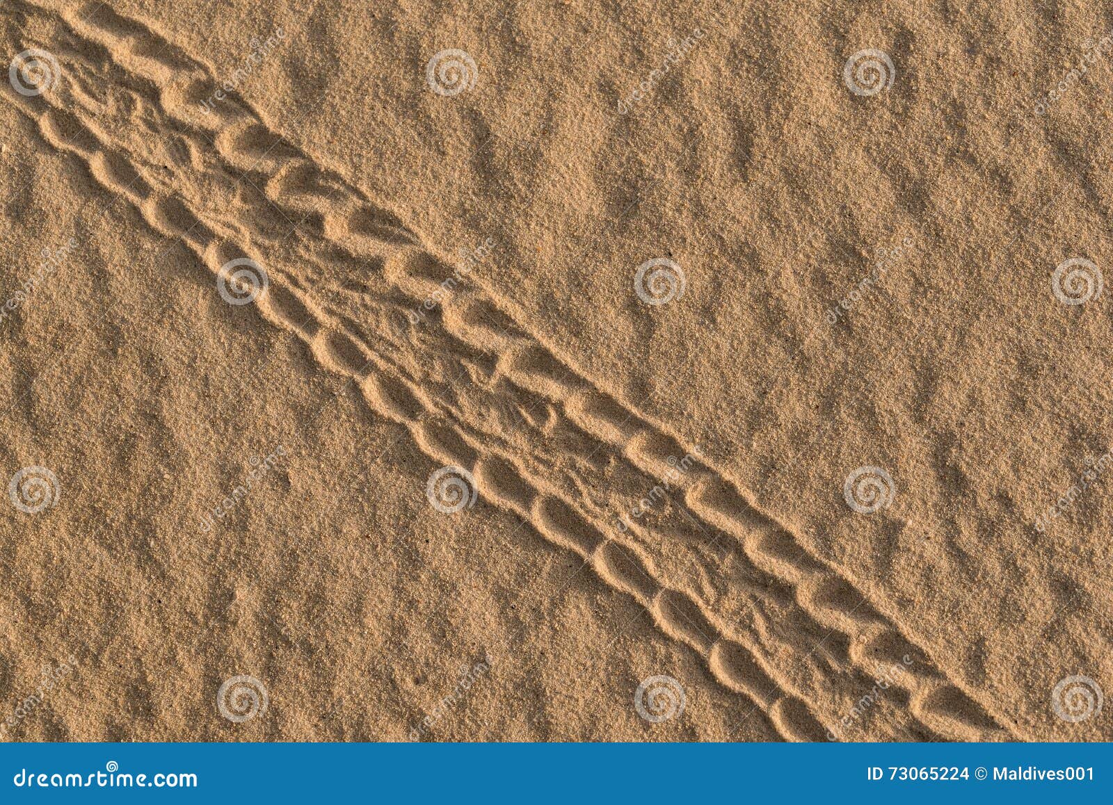 Ripple Patterns and Animal Foot Track Stock Photo - Image of hermit ...