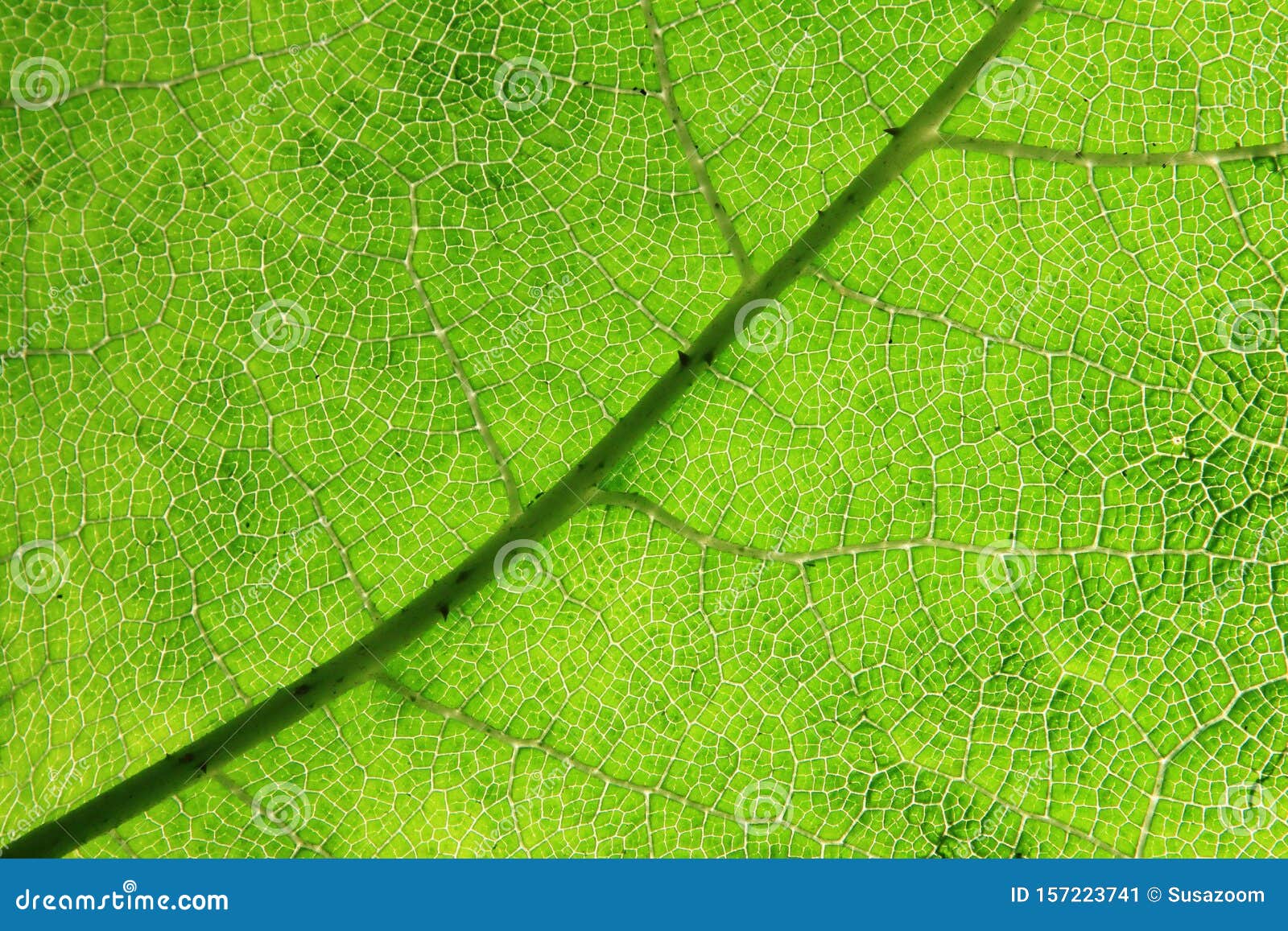 Rippled Green Plant Background with Diagonal Leaf Vein Stock Image ...