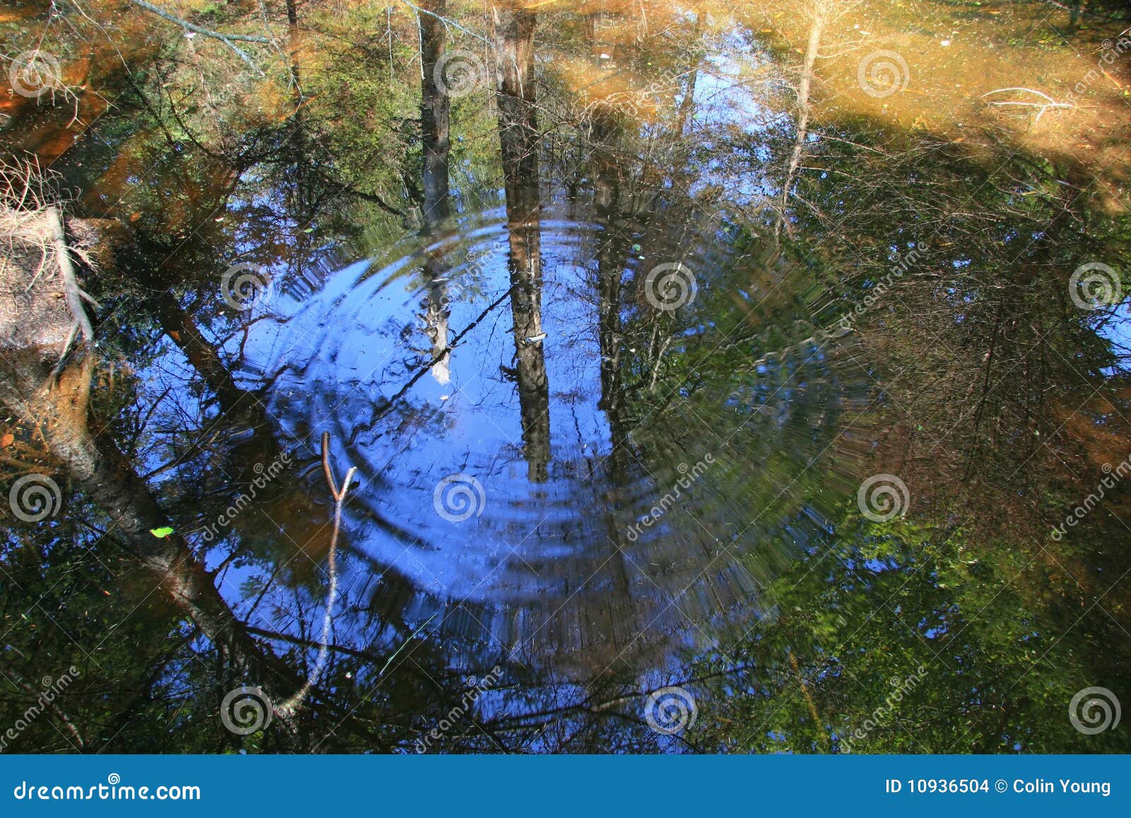 Rippled Reflections stock photo. Image of pond, marsh - 10936504