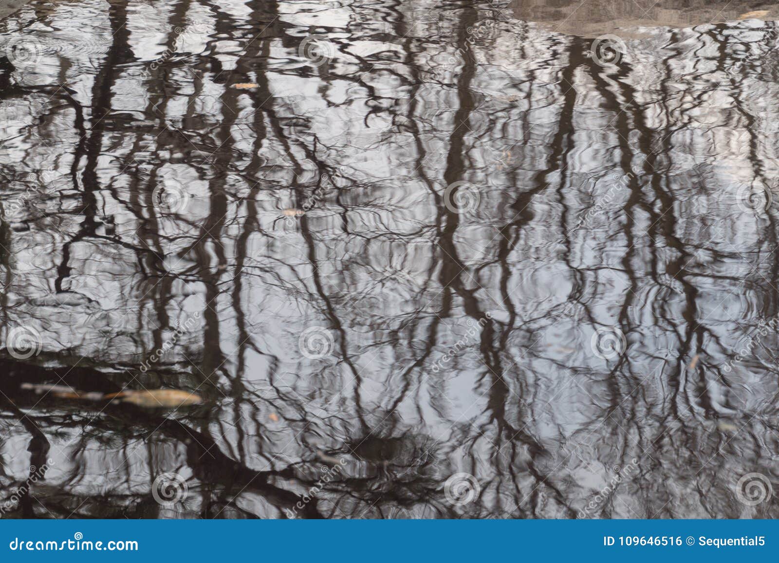 Rippled water reflection stock photo. Image of branches - 109646516