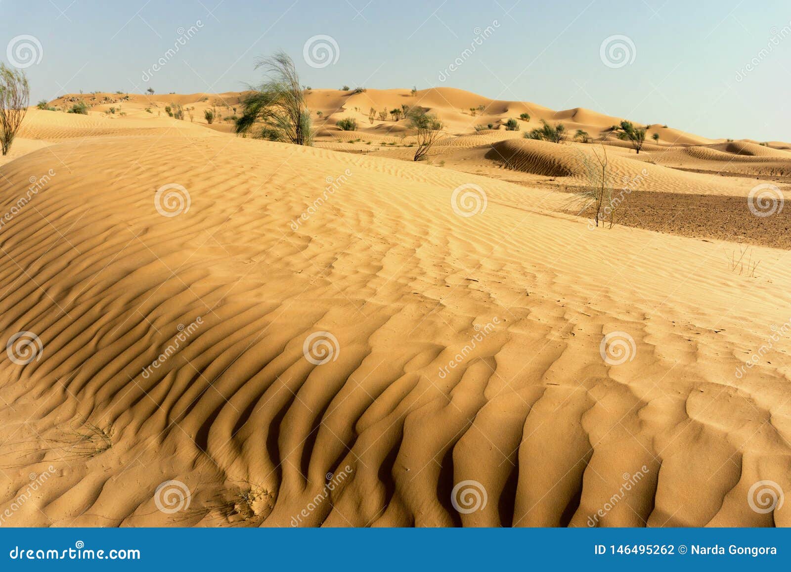 Ripples of Desert Dunes in the Sahara, Tunisia Stock Photo - Image of ...