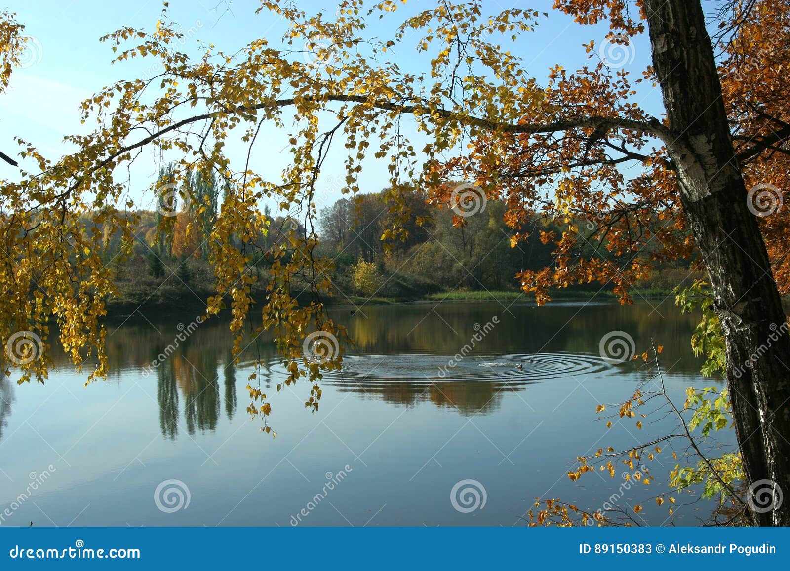 The Ripples of the Pond in the Fall Stock Image - Image of trunk ...