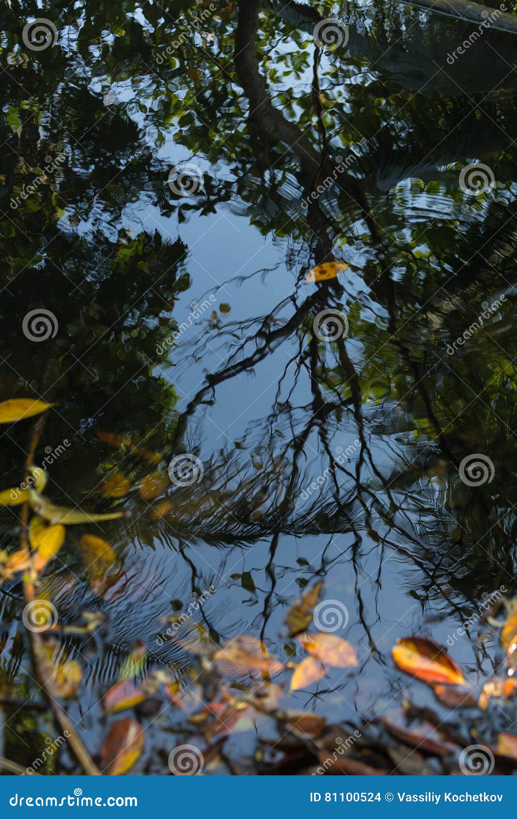 Ripples in the pond stock photo. Image of nature, bright - 81100524