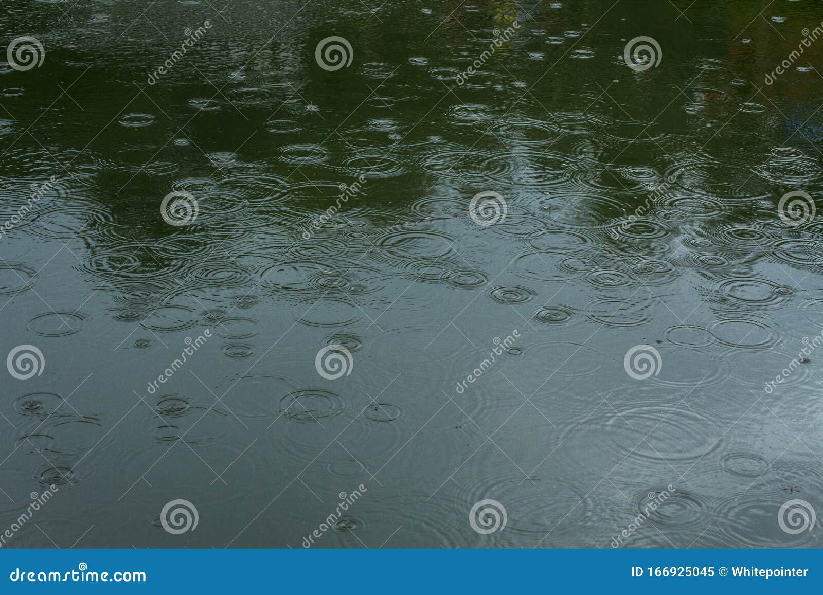 Ripples on the Pond Water Surface on a Rainy Day Stock Image - Image of ...