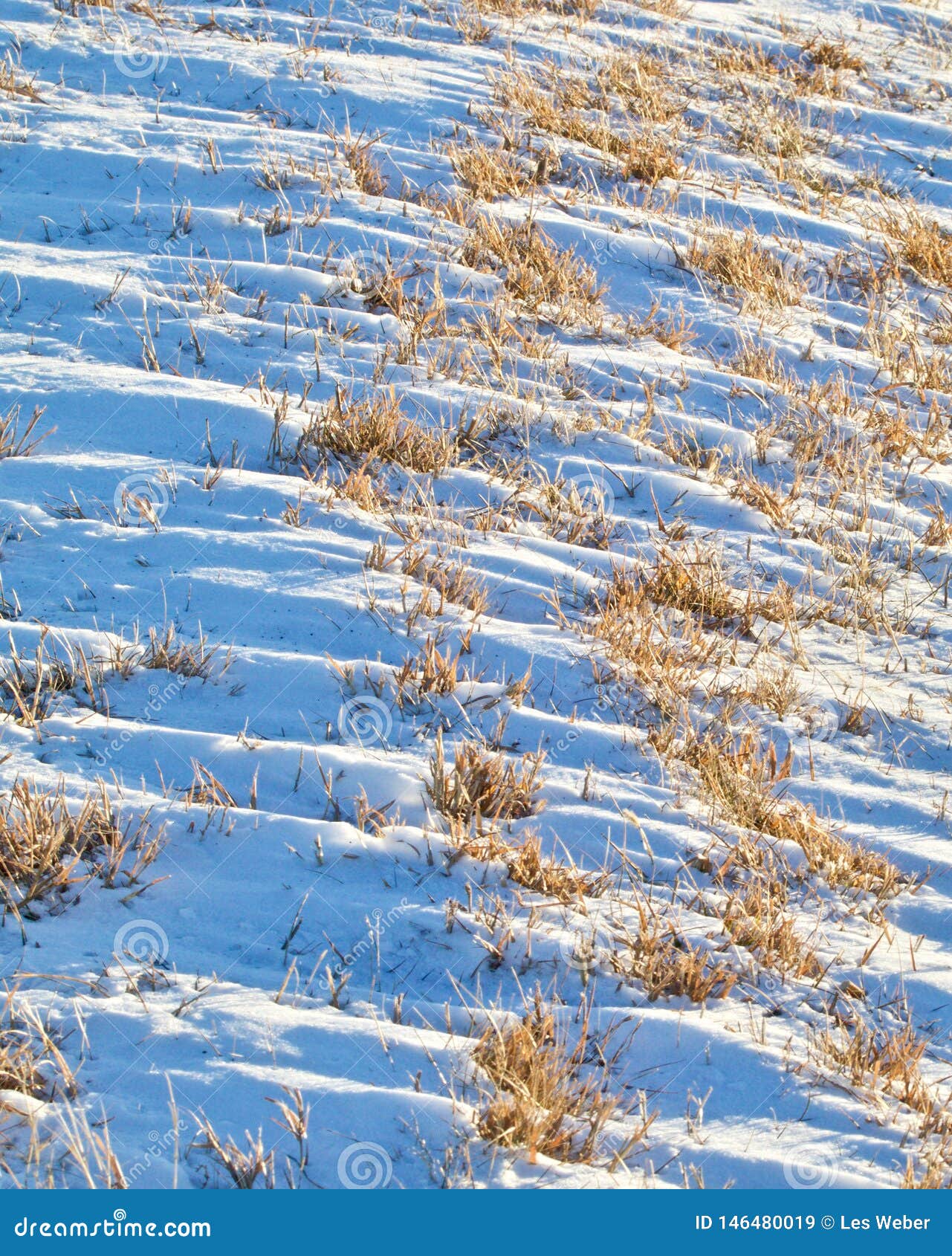 Ripples in the Prairie Snow Stock Image - Image of grass, footprint ...