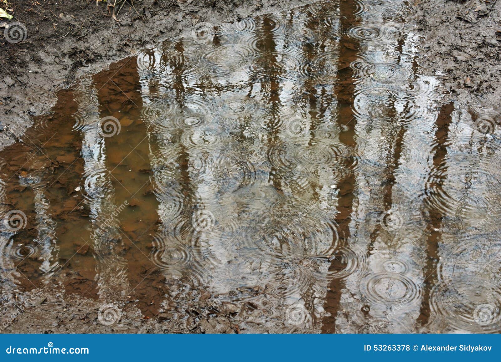 Ripples from Rain Puddles . Stock Photo - Image of pond, ripple: 53263378