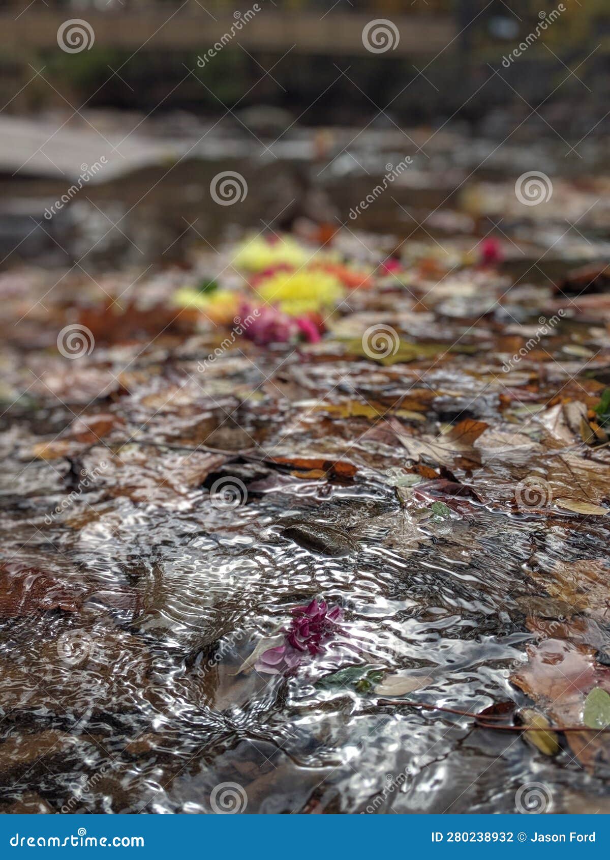 Ripples and reflections stock photo. Image of wildlife - 280238932