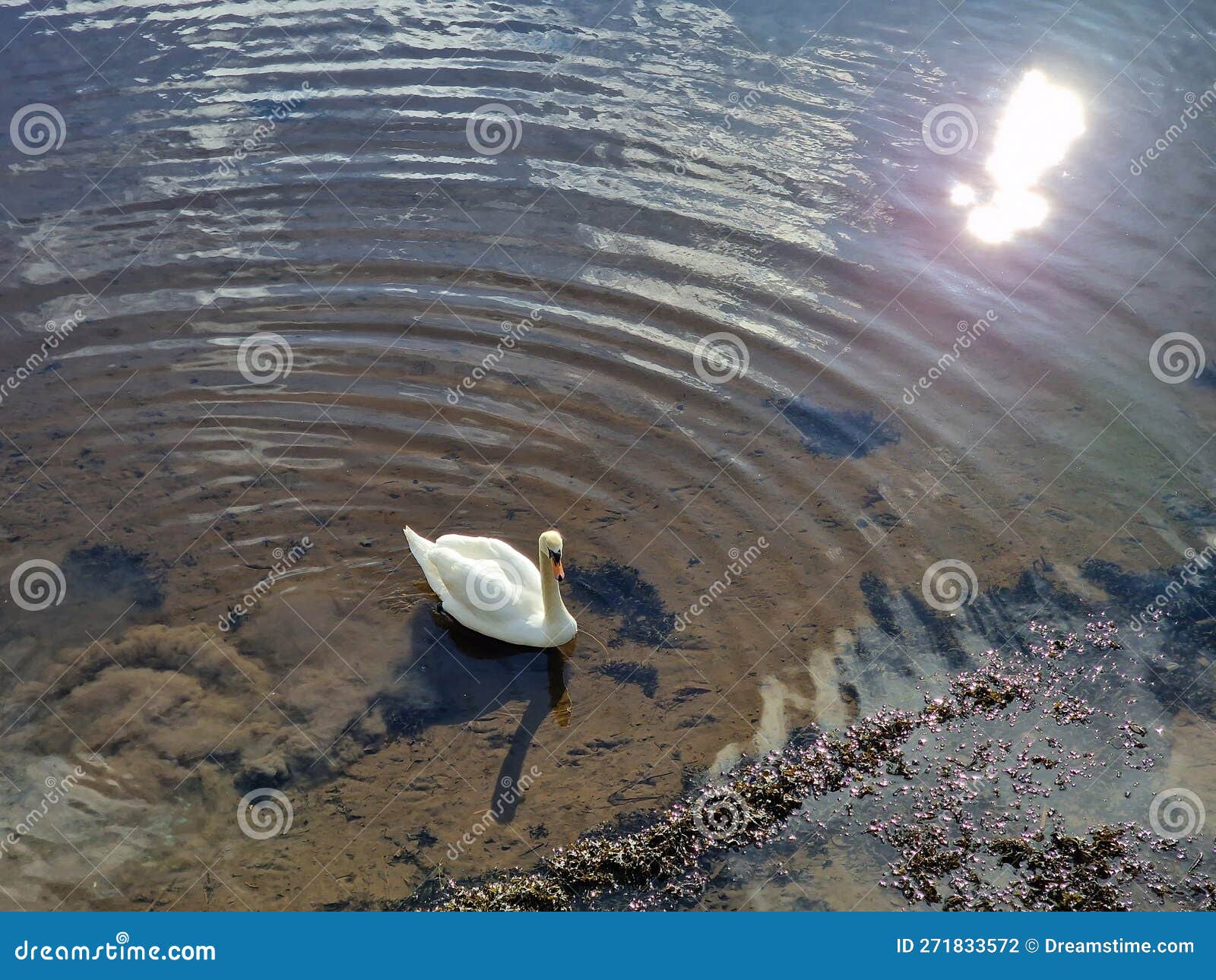 Ripples from the Single Swan Stock Photo - Image of wave, ripples ...