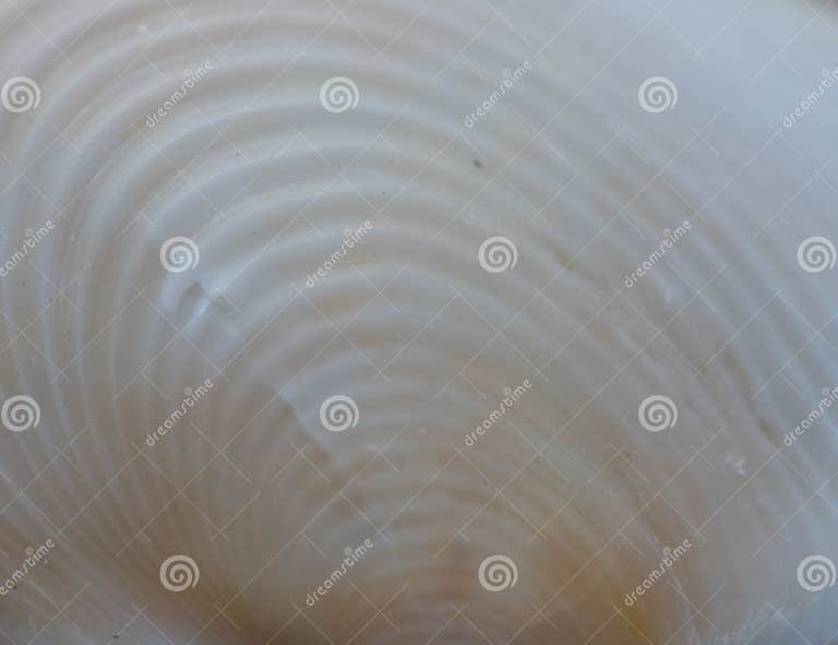 Ripples in White Shell stock image. Image of ripples - 121527939