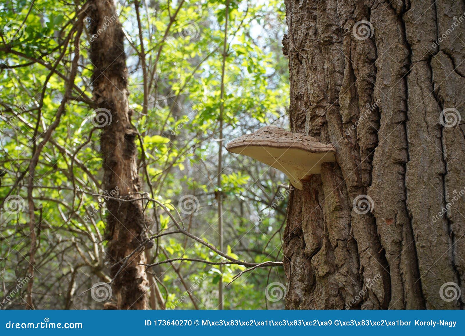 Riprap On Beach At Sunset 05 Stock Photo | CartoonDealer.com #173641182