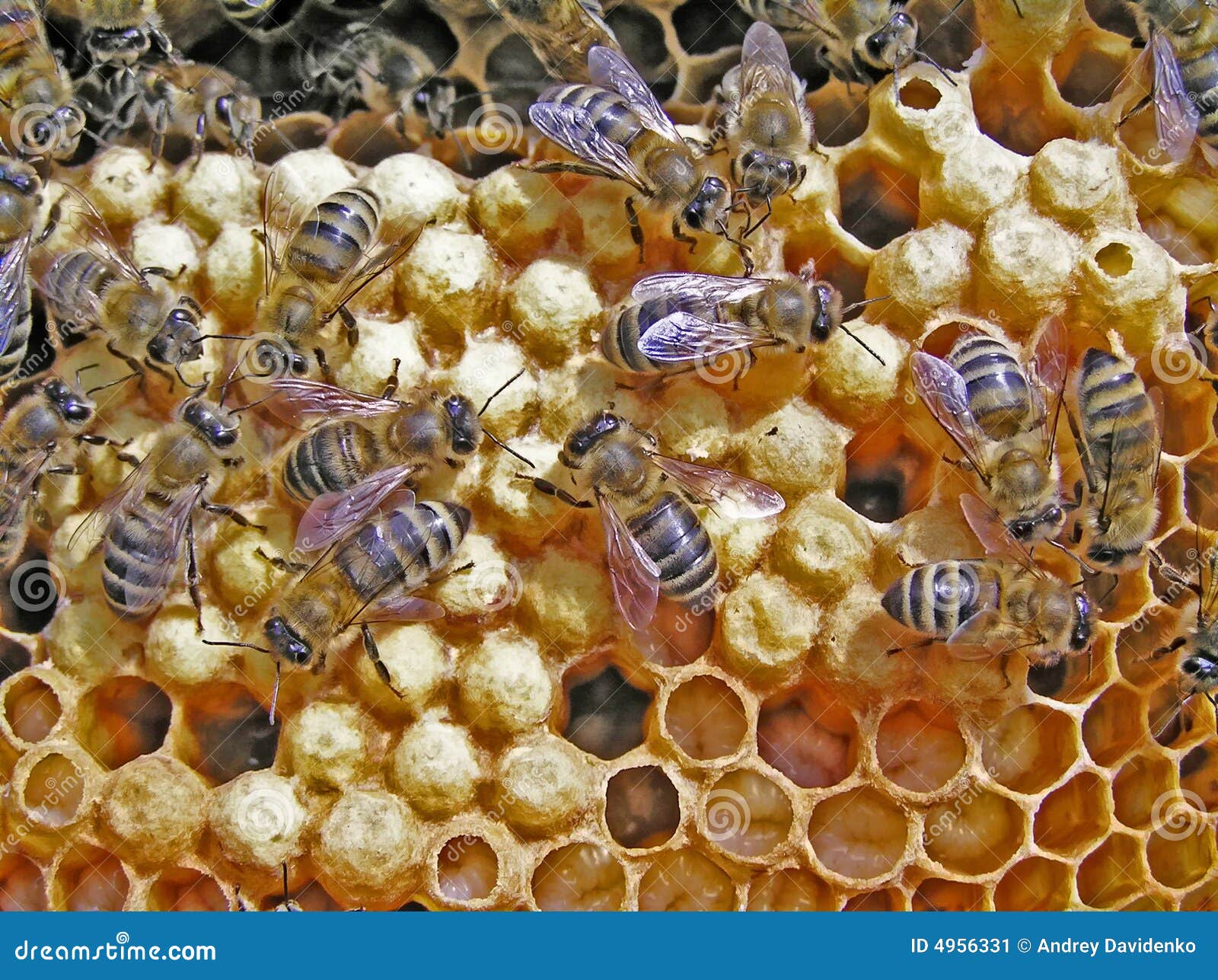 Riproduzione degli api. immagine stock. Immagine di giovane - 4956331