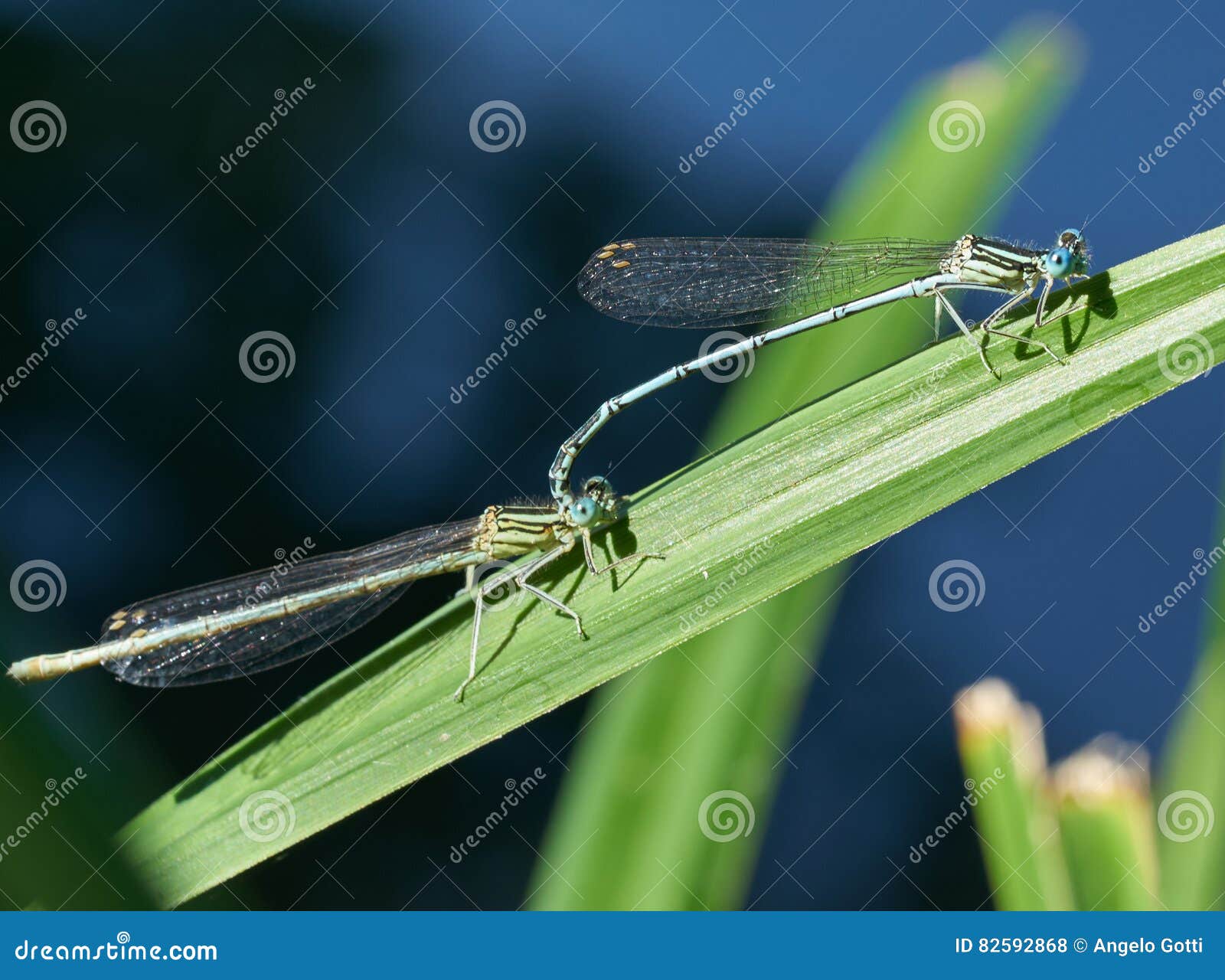 Riproduzione stock photo. Image of libellule, nature - 82592868