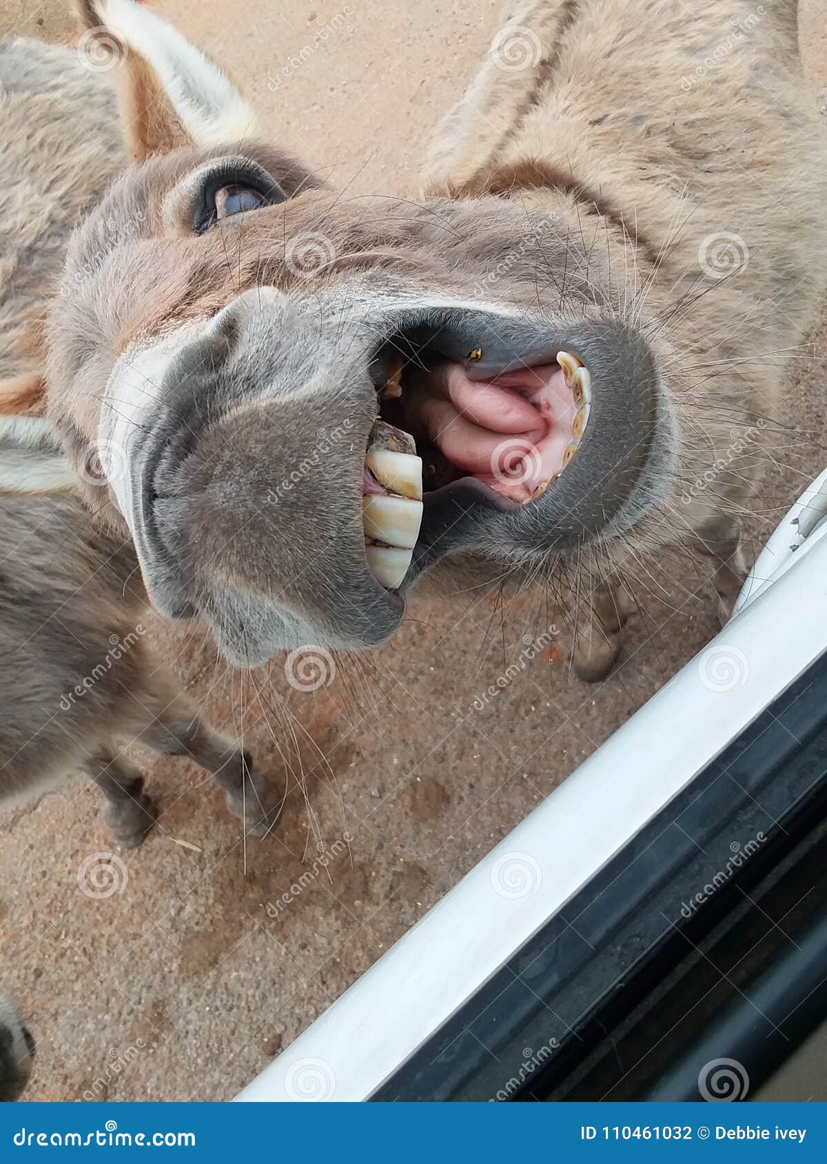 Rire d'âne photo stock. Image du âne, pets, creuse, drôle - 110461032