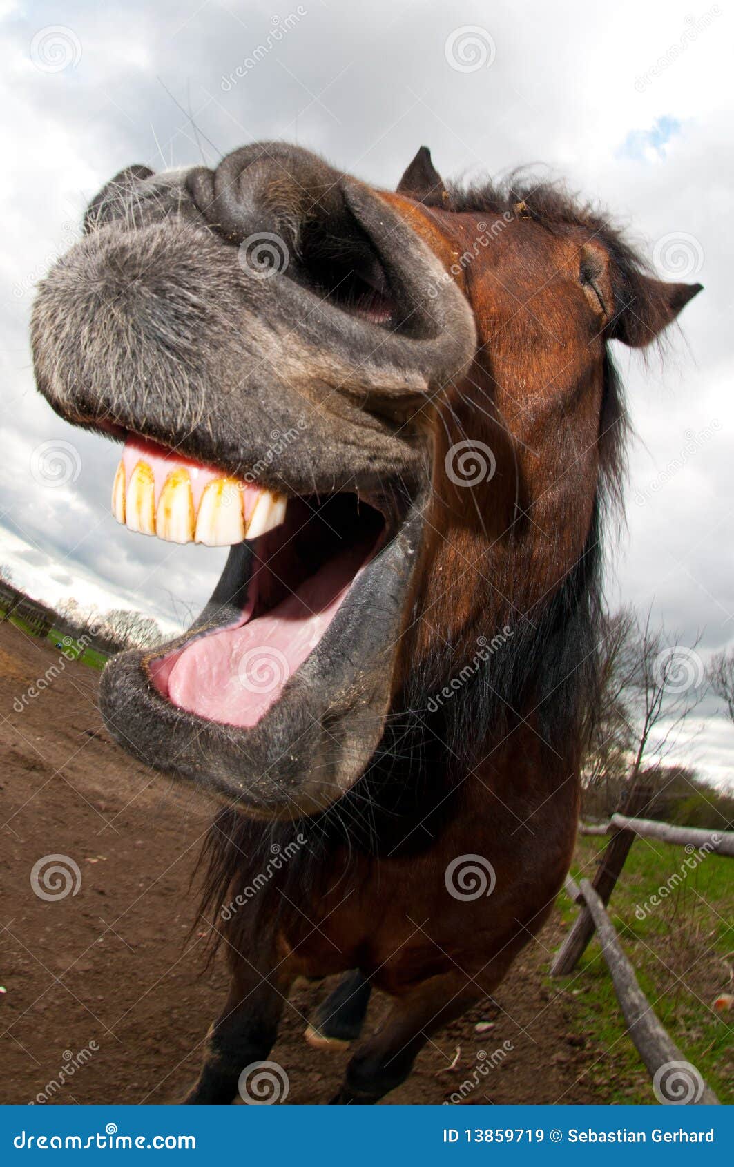 Rire de cheval image stock. Image du sourire, expression - 13859719