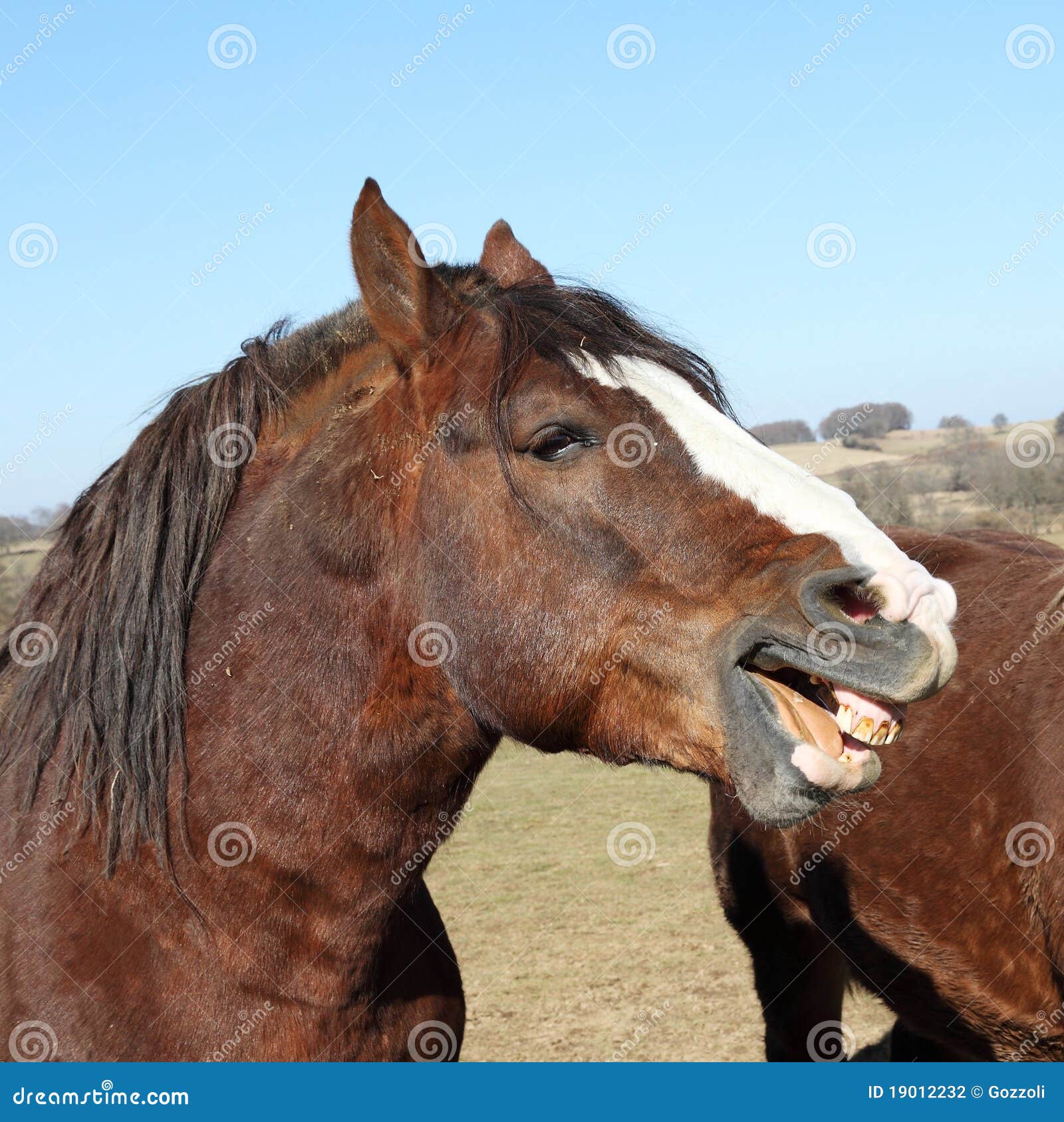 Rire de cheval photo stock. Image du dents, humoristique - 19012232