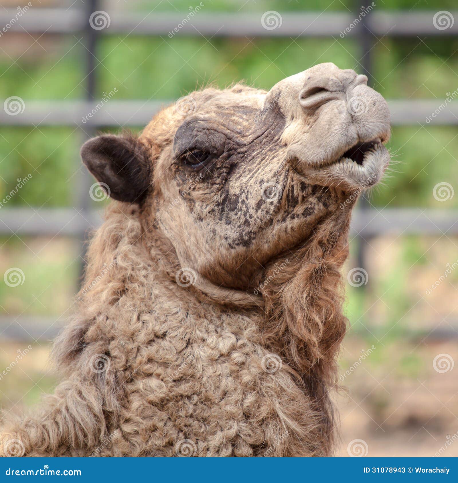 Risa del camello imagen de archivo. Imagen de desierto - 31078943