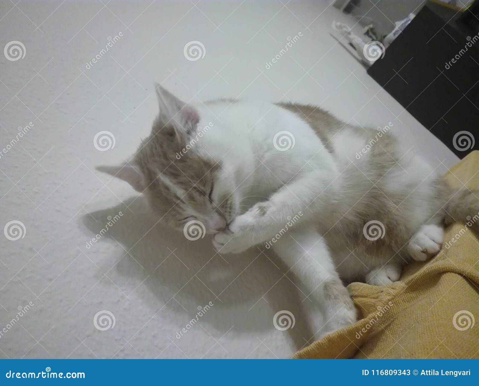 Risa del gato imagen de archivo. Imagen de gatito, gato - 116809343