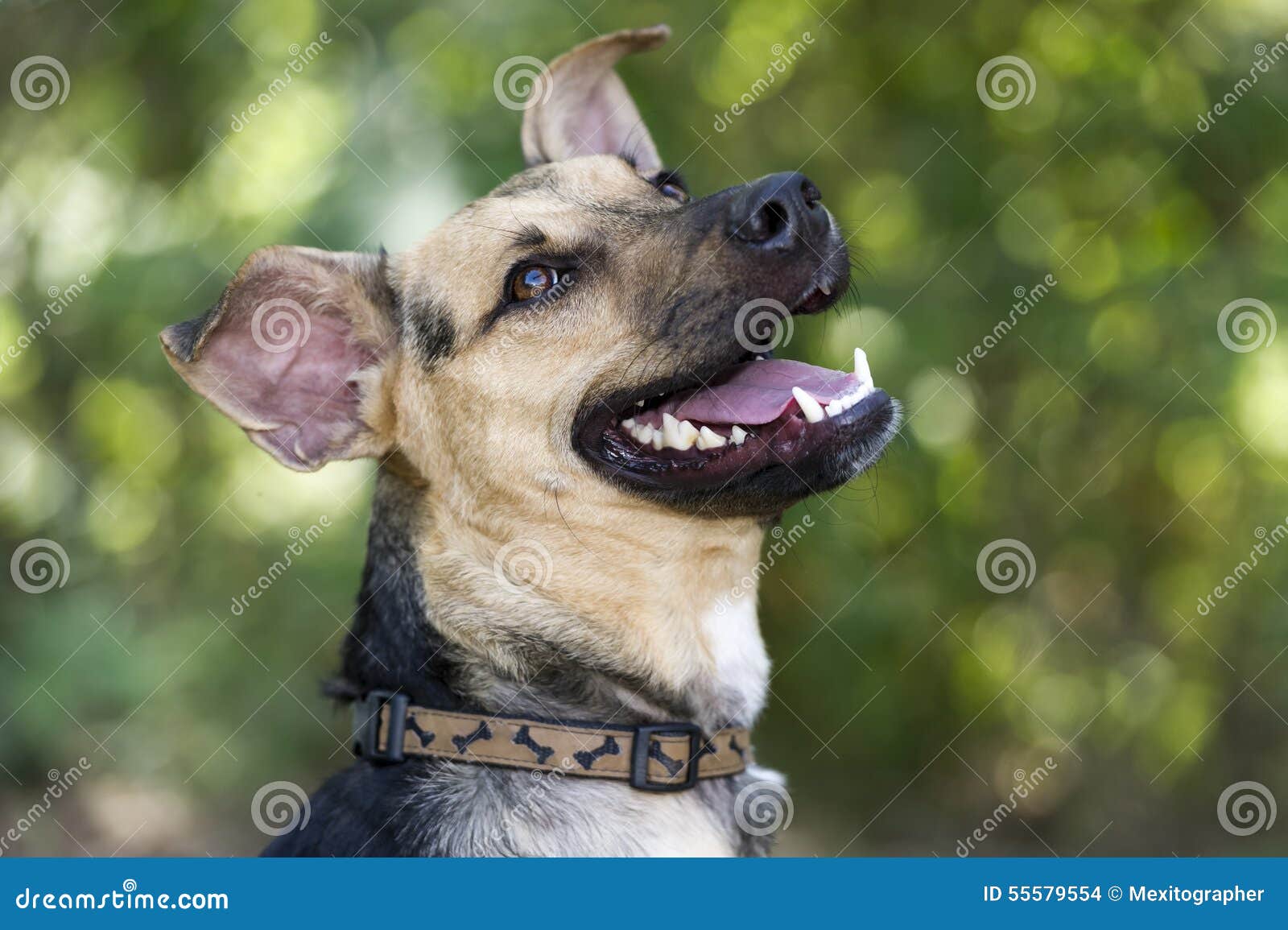 Risa feliz del perro foto de archivo. Imagen de riéndose - 55579554