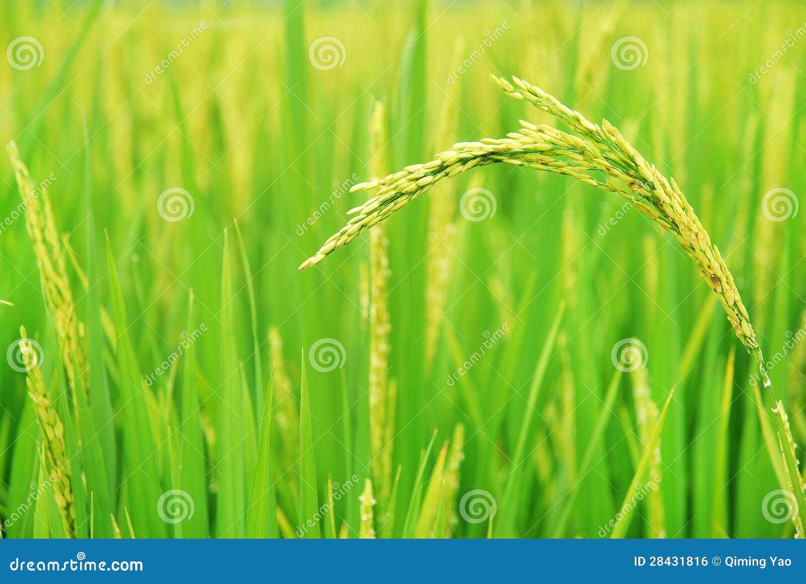 Risaie fotografia stock. Immagine di campo, pianta, asiatico - 28431816