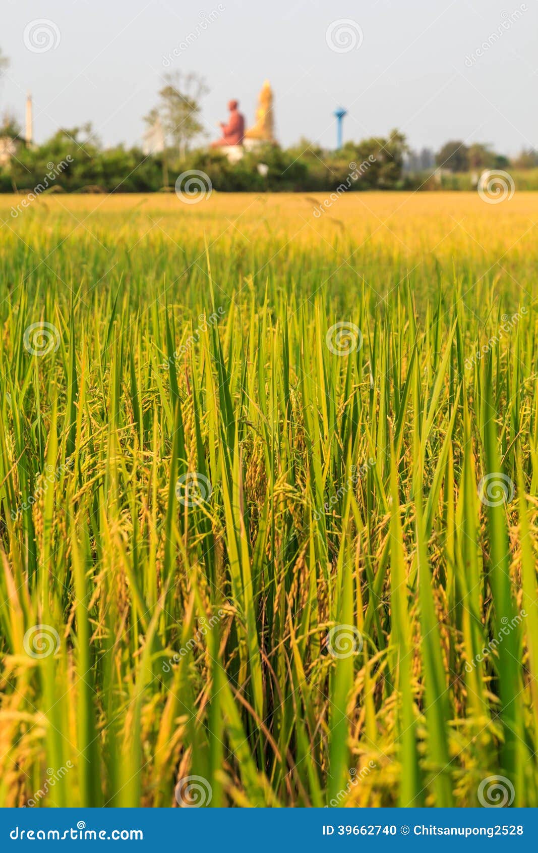 Risaie fotografia stock. Immagine di nave, risaia, campo - 39662740