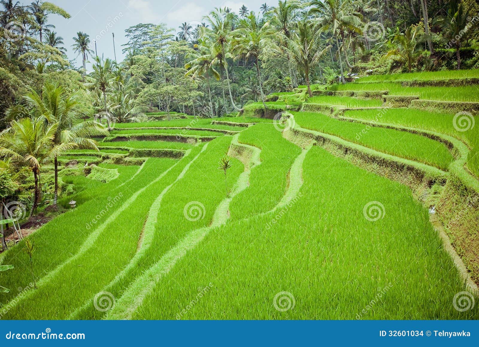 Risaie, Bali, Indonesia fotografia stock. Immagine di asia - 32601034